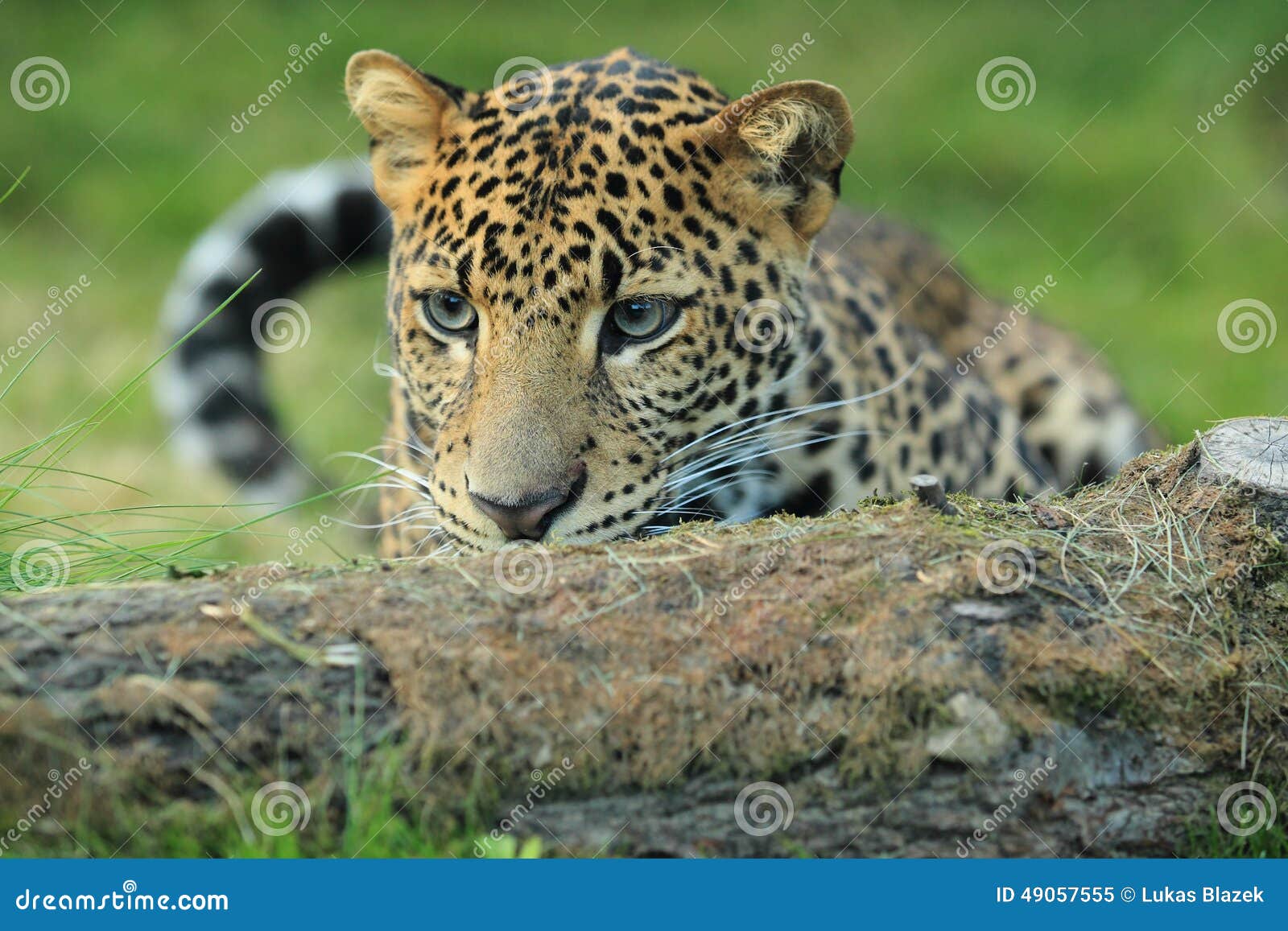 Javan Leopard, Panthera Pardus Melas, Portrait Of Cat Royalty-Free ...