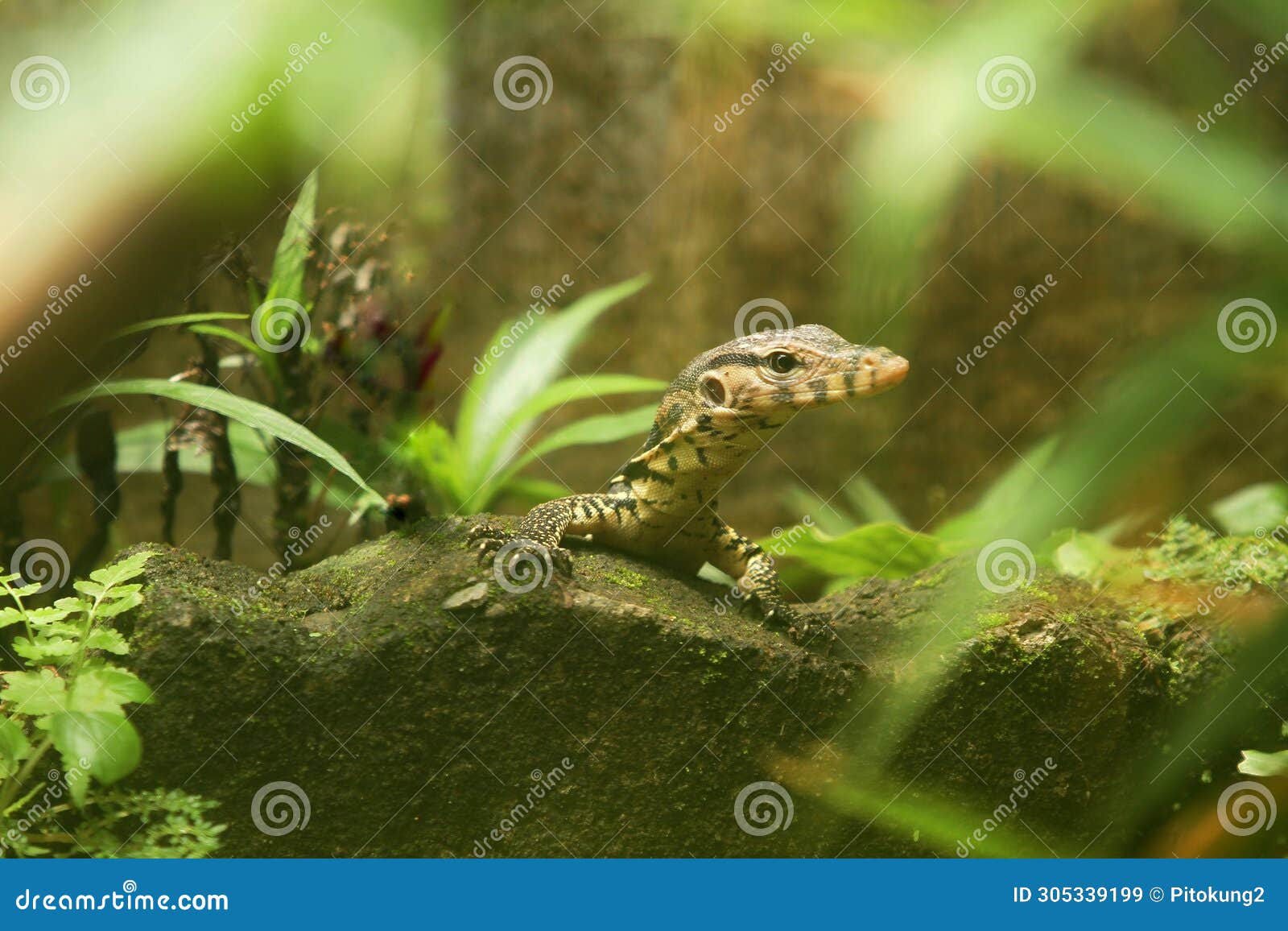 Lurking stock image. Image of animals, wildlife, green - 305339199