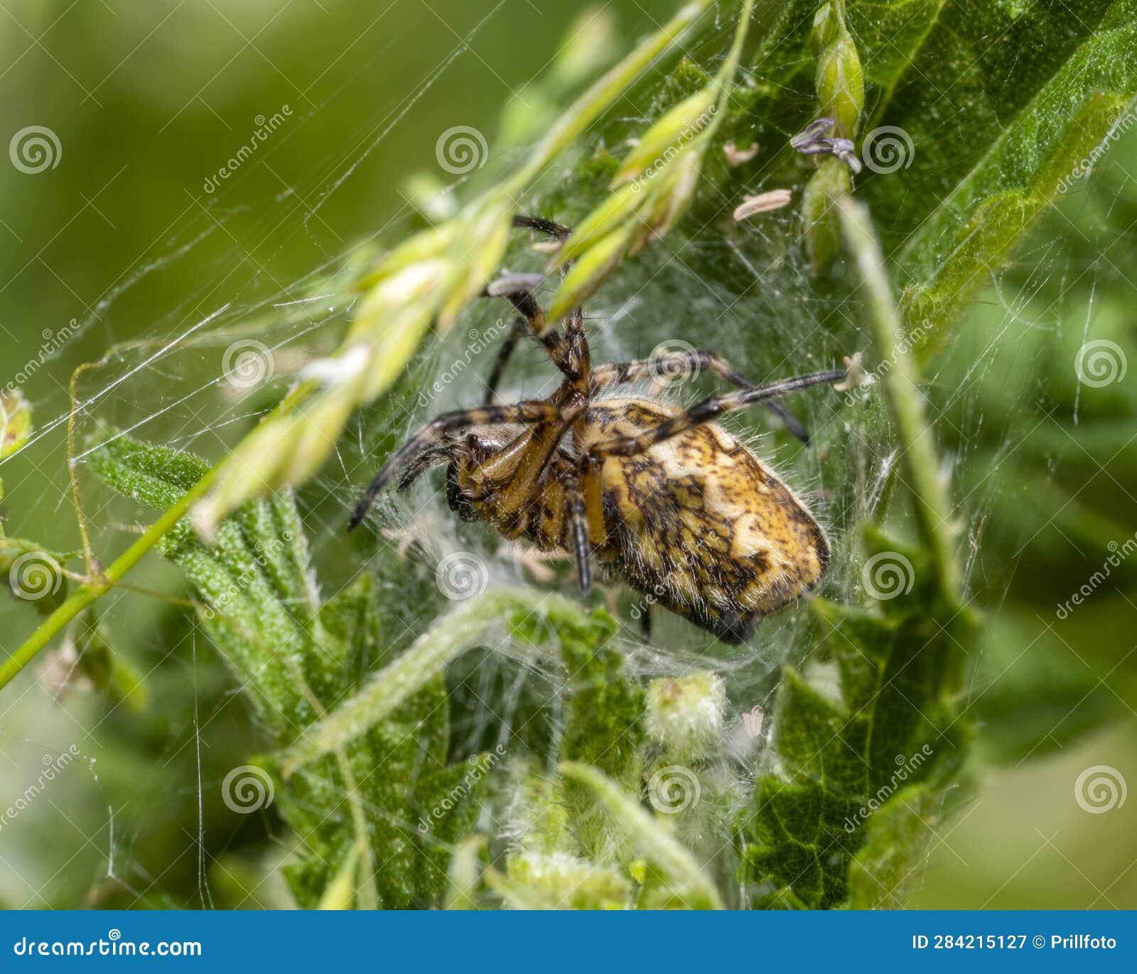 Lurking spider stock image. Image of silky, shot, leaves - 284215127