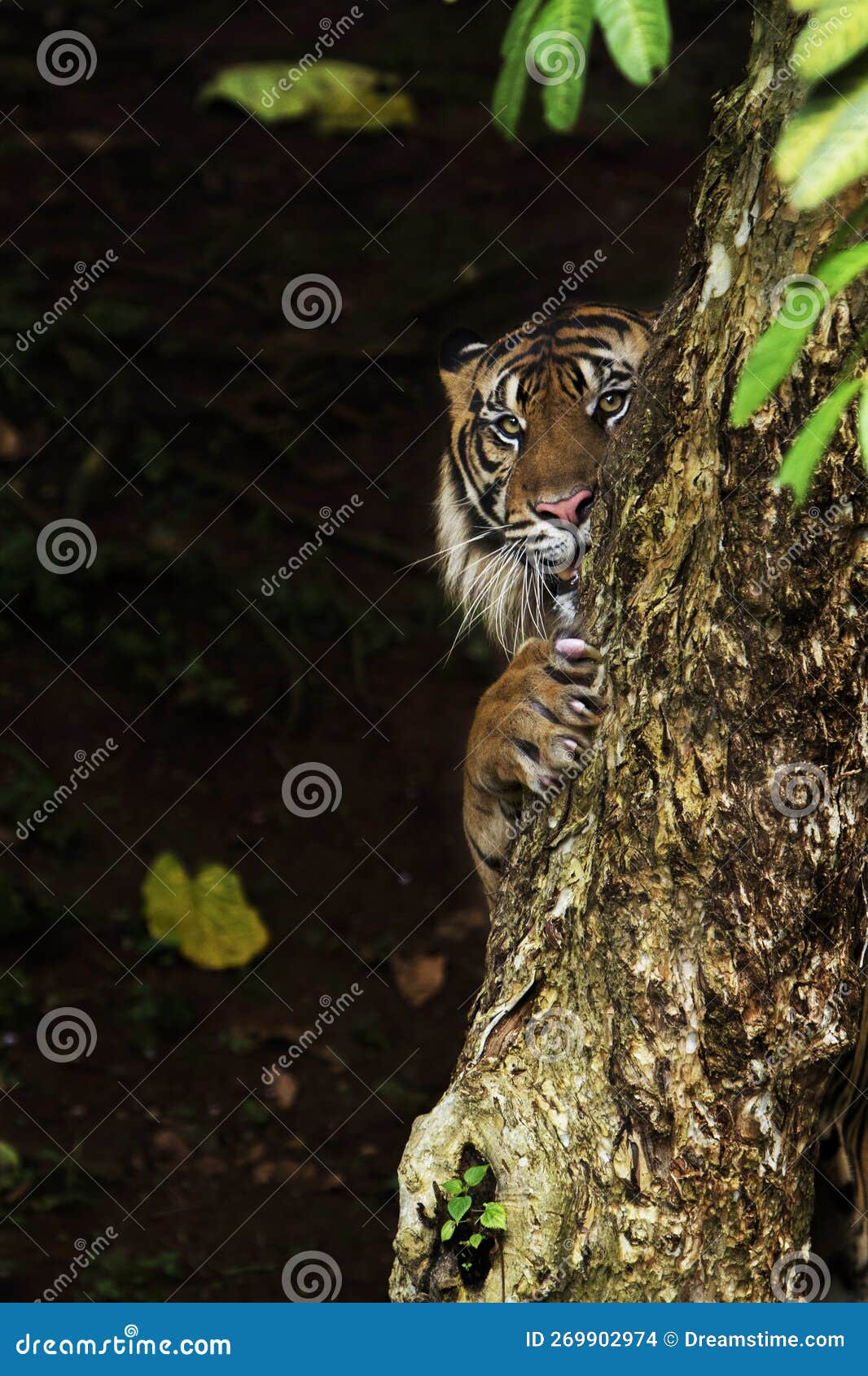 Lurking stock photo. Image of endangered, endangeredspecies - 269902974