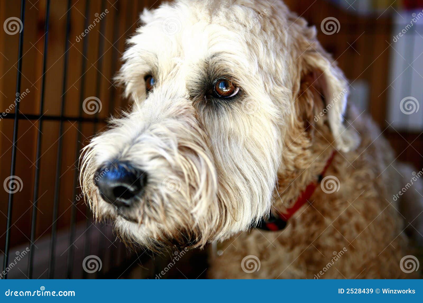 Lurvig gullig hund fotografering för bildbyråer. Bild av husdjur - 2528439