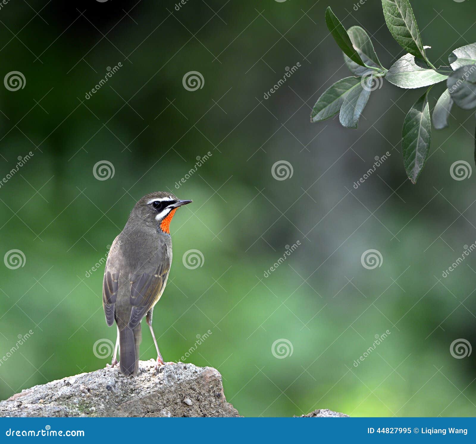 Luscinia calliope stock image. Image of trees, landscape - 44827995