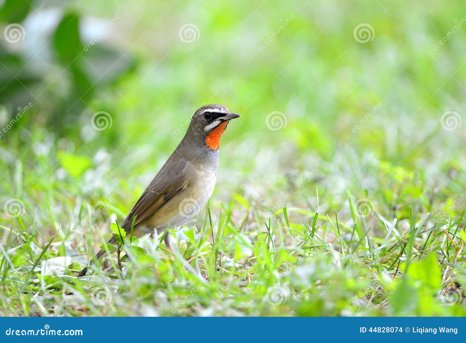 Luscinia calliope stock photo. Image of landscape, trees - 44828074