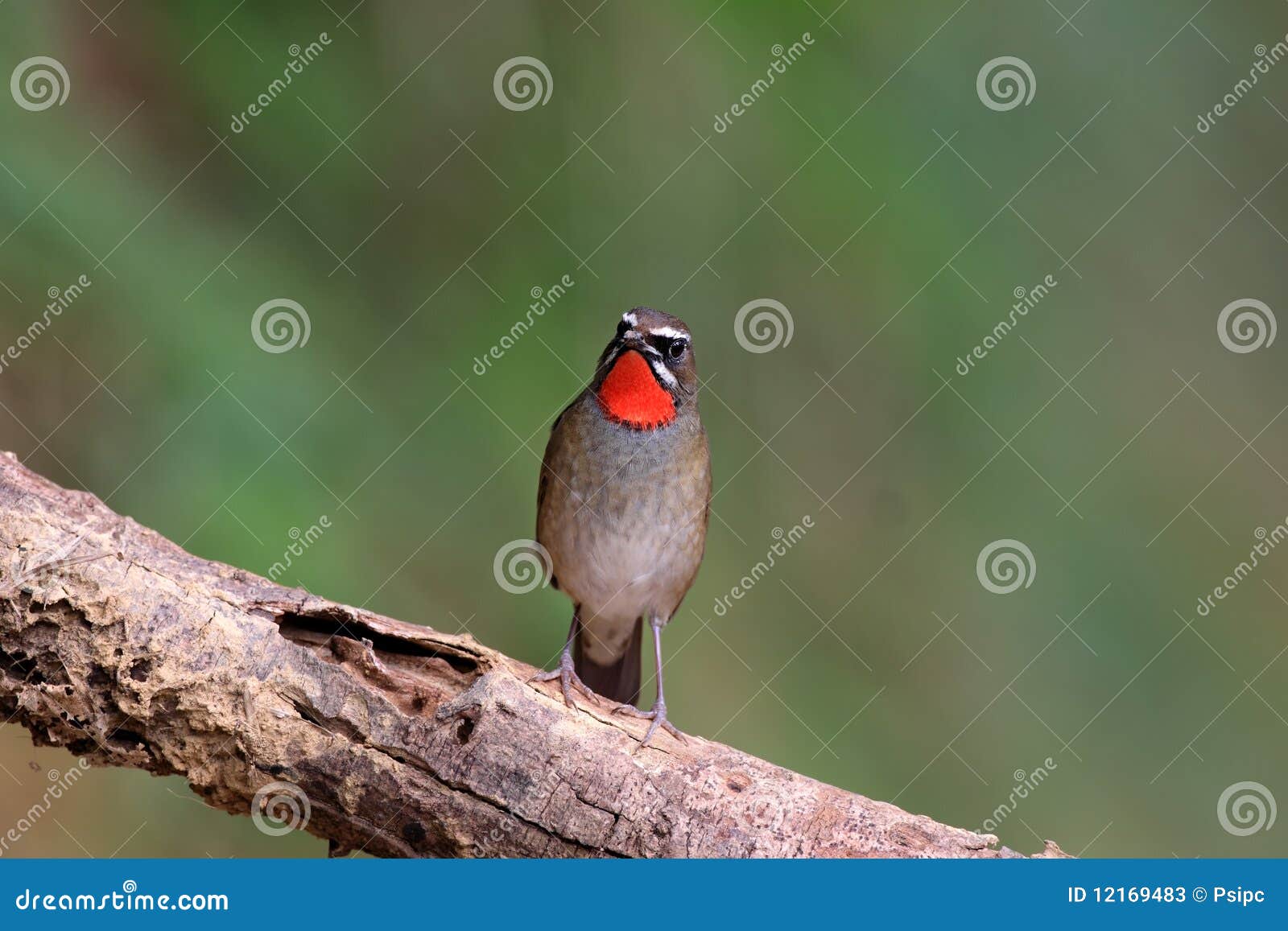 Luscinia Calliope, Ruby-throat Stock Image - Image of bird, myanmar ...