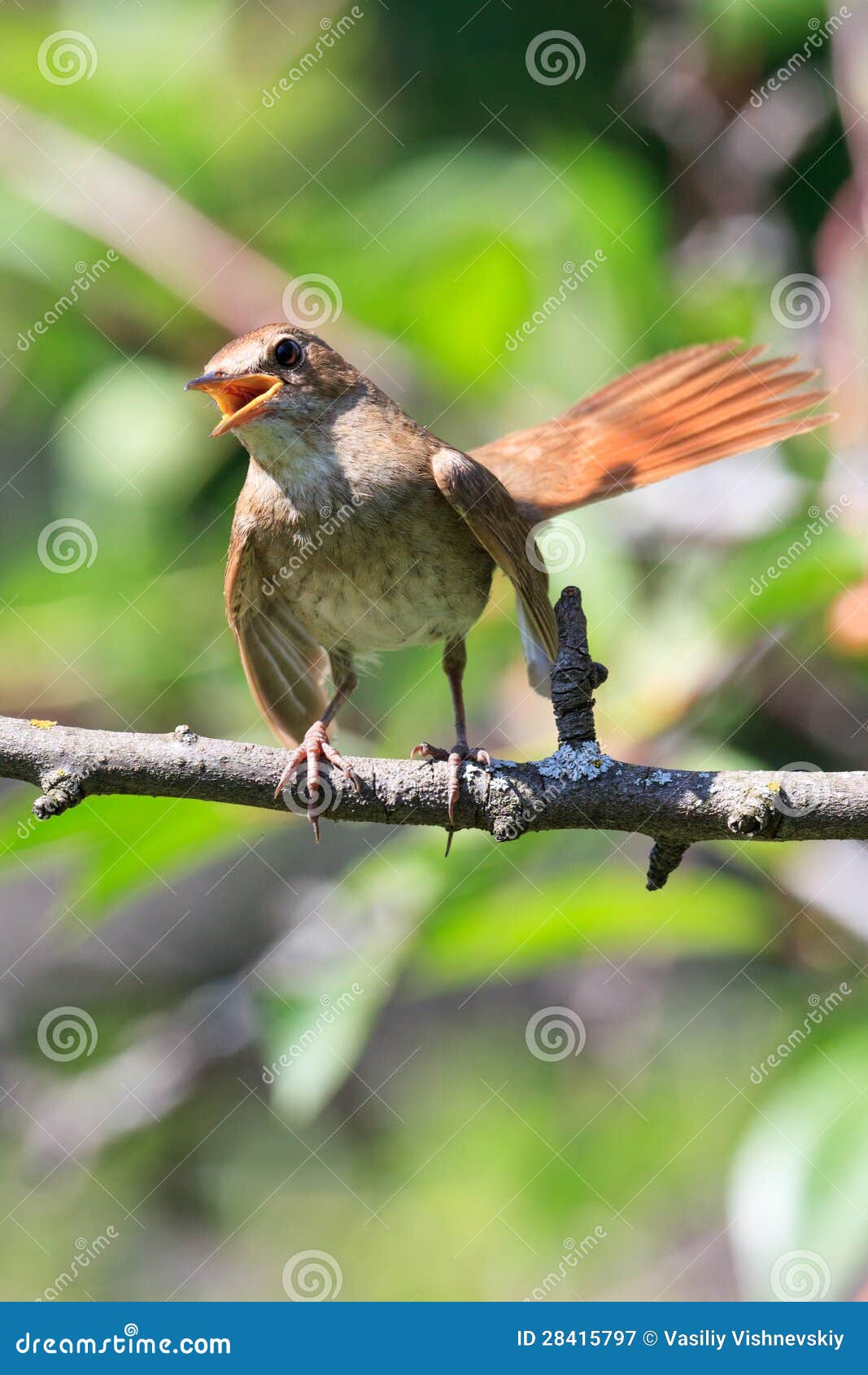 Luscinia Luscinia, Thrush Nightingale Stock Image - Image of turdidae ...