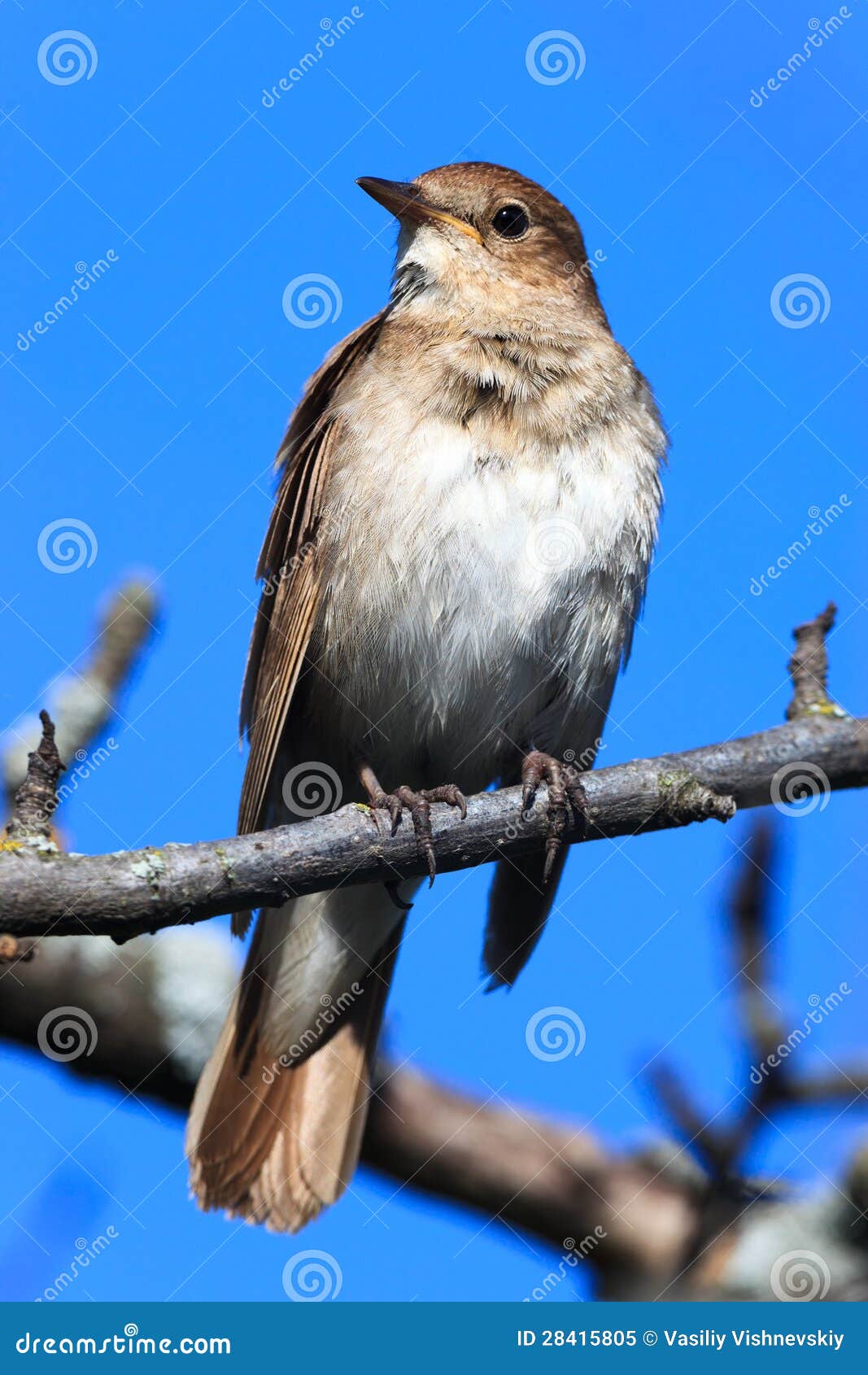 Luscinia Luscinia, Thrush Nightingale Stock Image - Image of twig ...