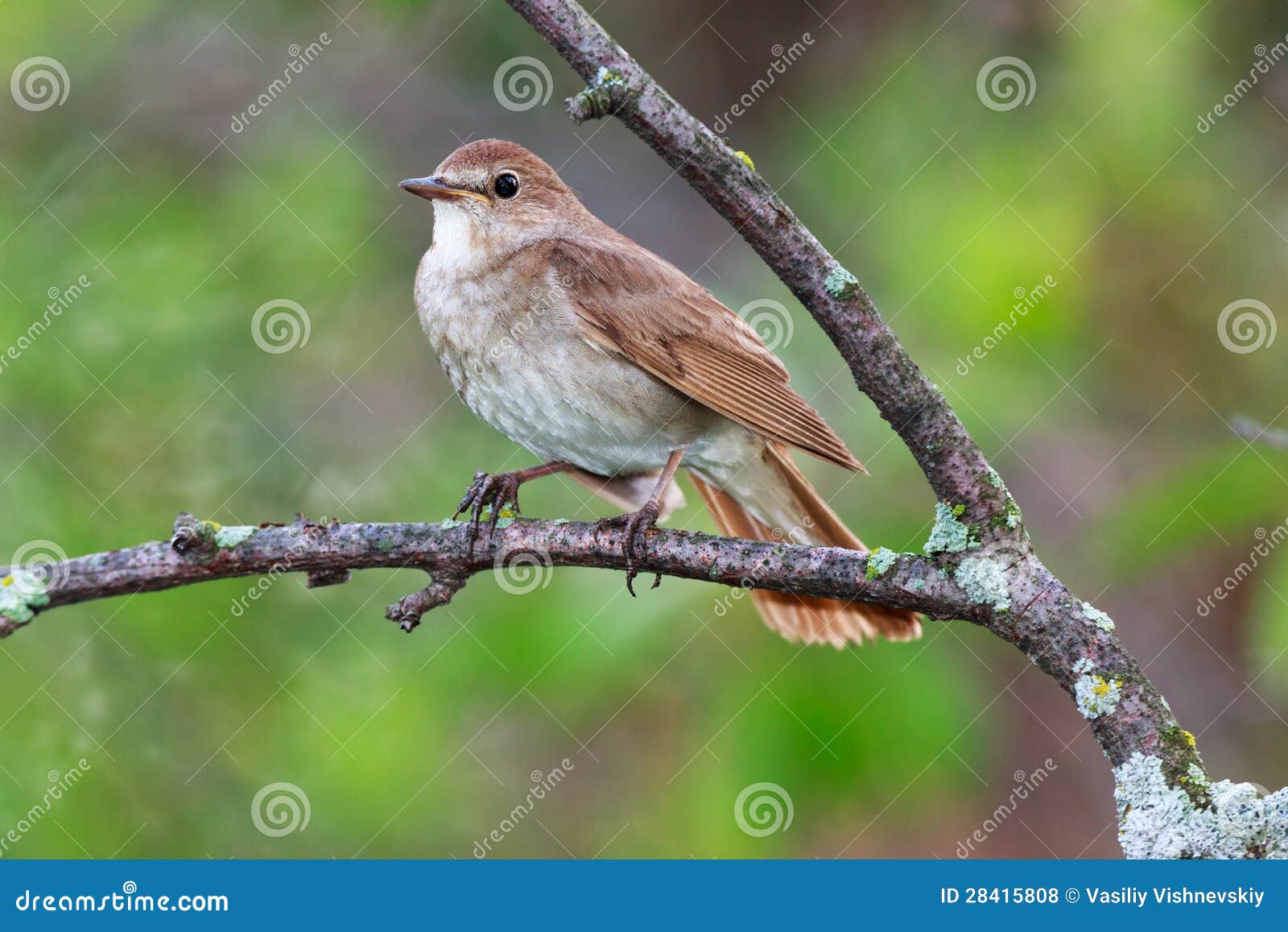 Luscinia Luscinia, Thrush Nightingale Stock Photo - Image of nature ...