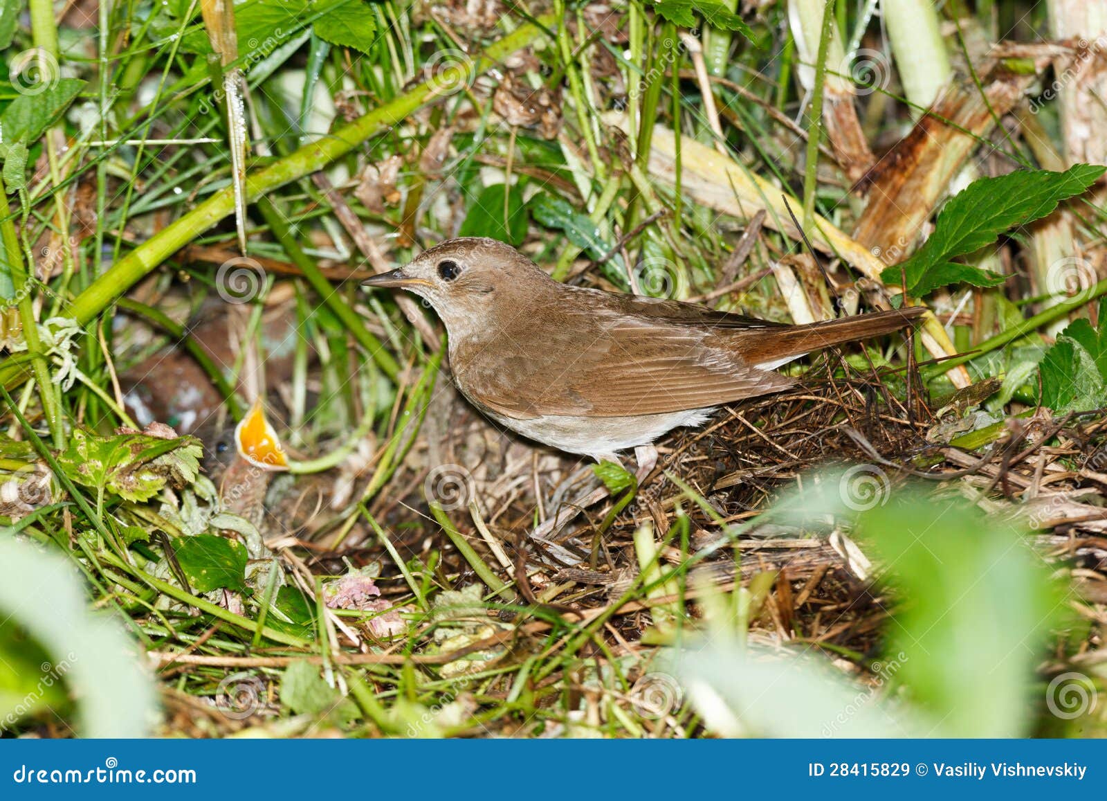 Luscinia Luscinia, Thrush Nightingale Stock Image - Image of habitat ...