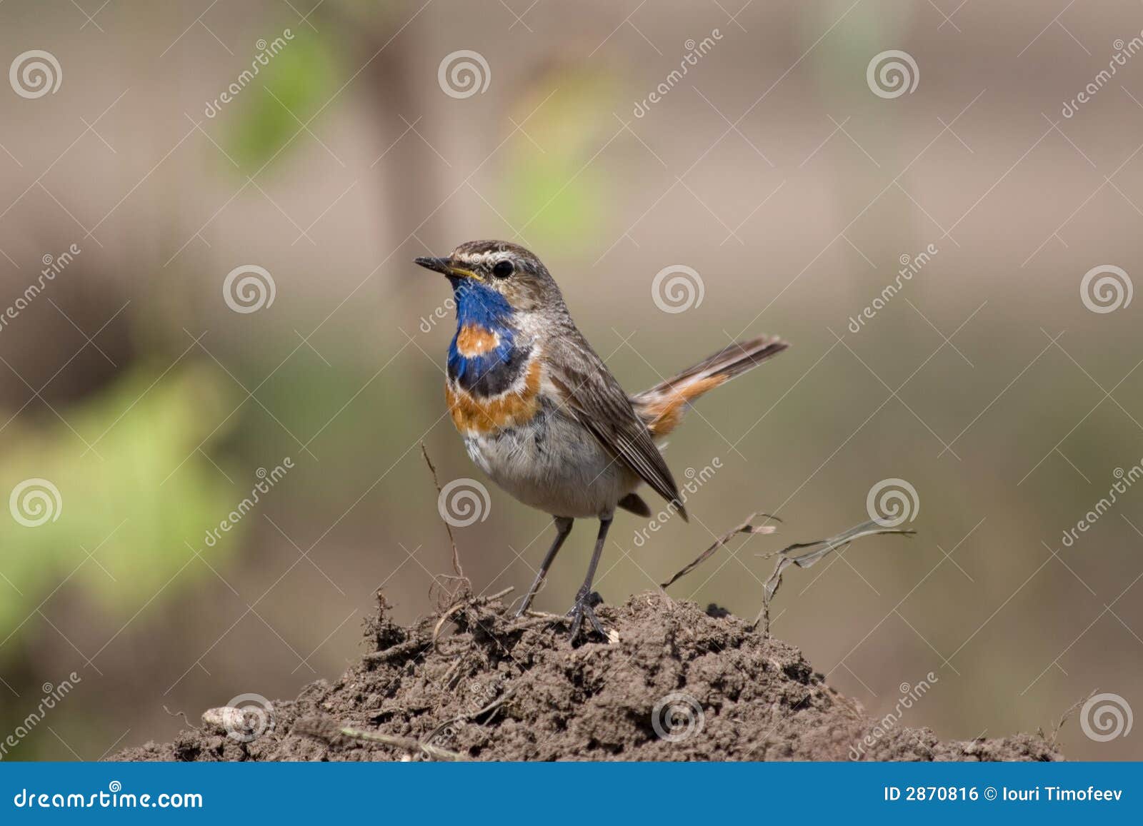 Luscinia Svecica, Bluethroat Stock Photo - Image of blue, songbird: 2870816