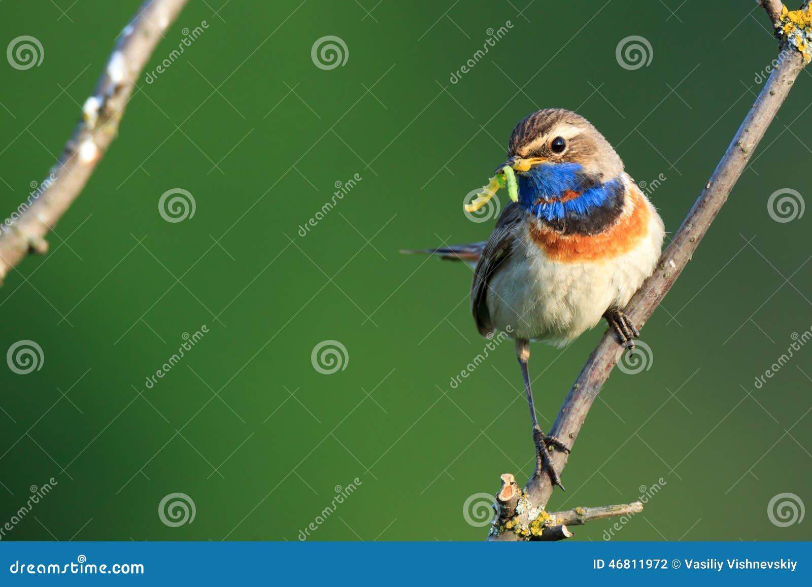 Luscinia Svecica, Bluethroat. Stock Photo - Image of luscinia, feed ...