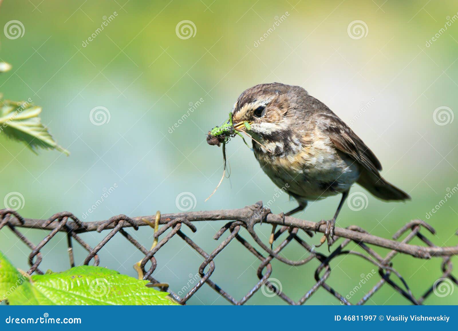 Luscinia Svecica, Bluethroat. Stock Image - Image of svecica, bird ...