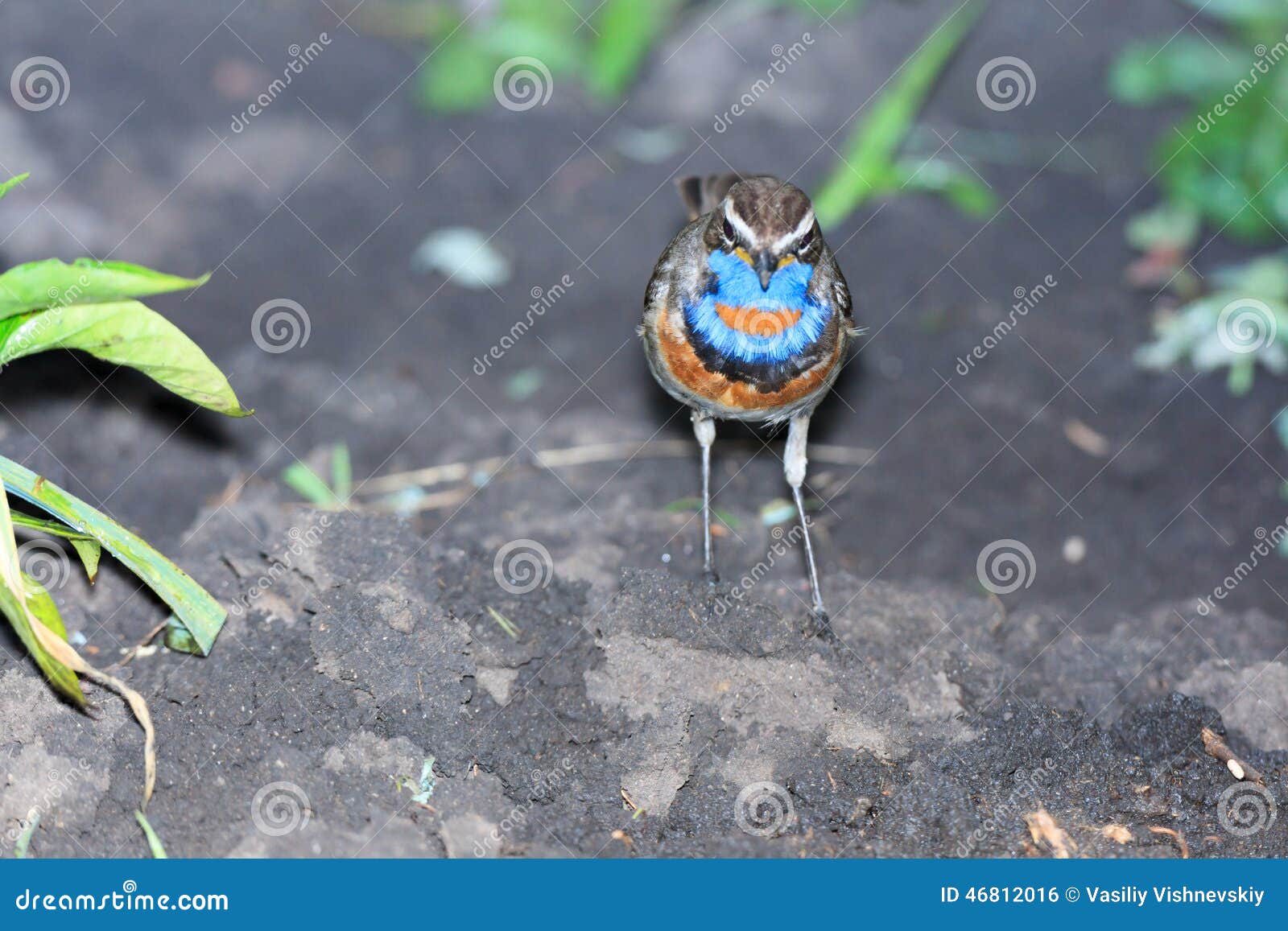 Luscinia Svecica, Bluethroat. Stock Photo - Image of turdidae, bird ...
