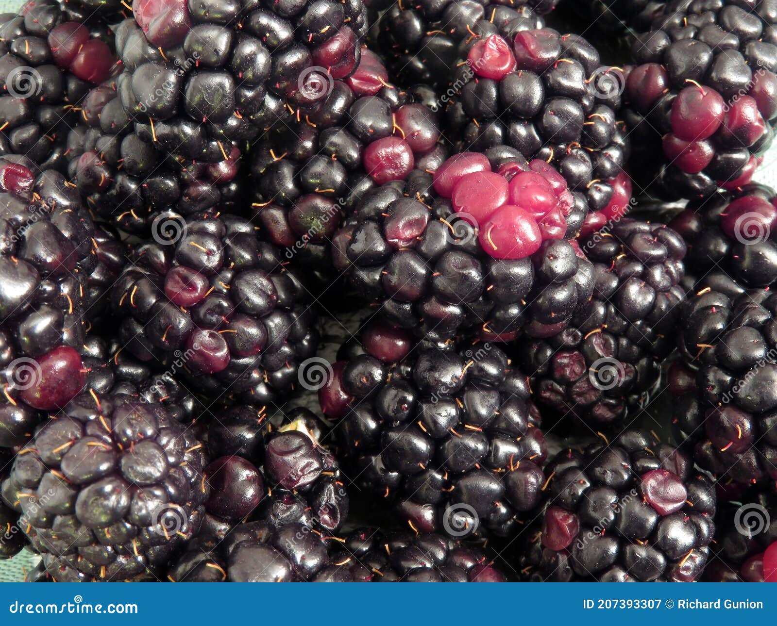 Luscious Black Berries Fruit Stock Image - Image of black, healthy ...
