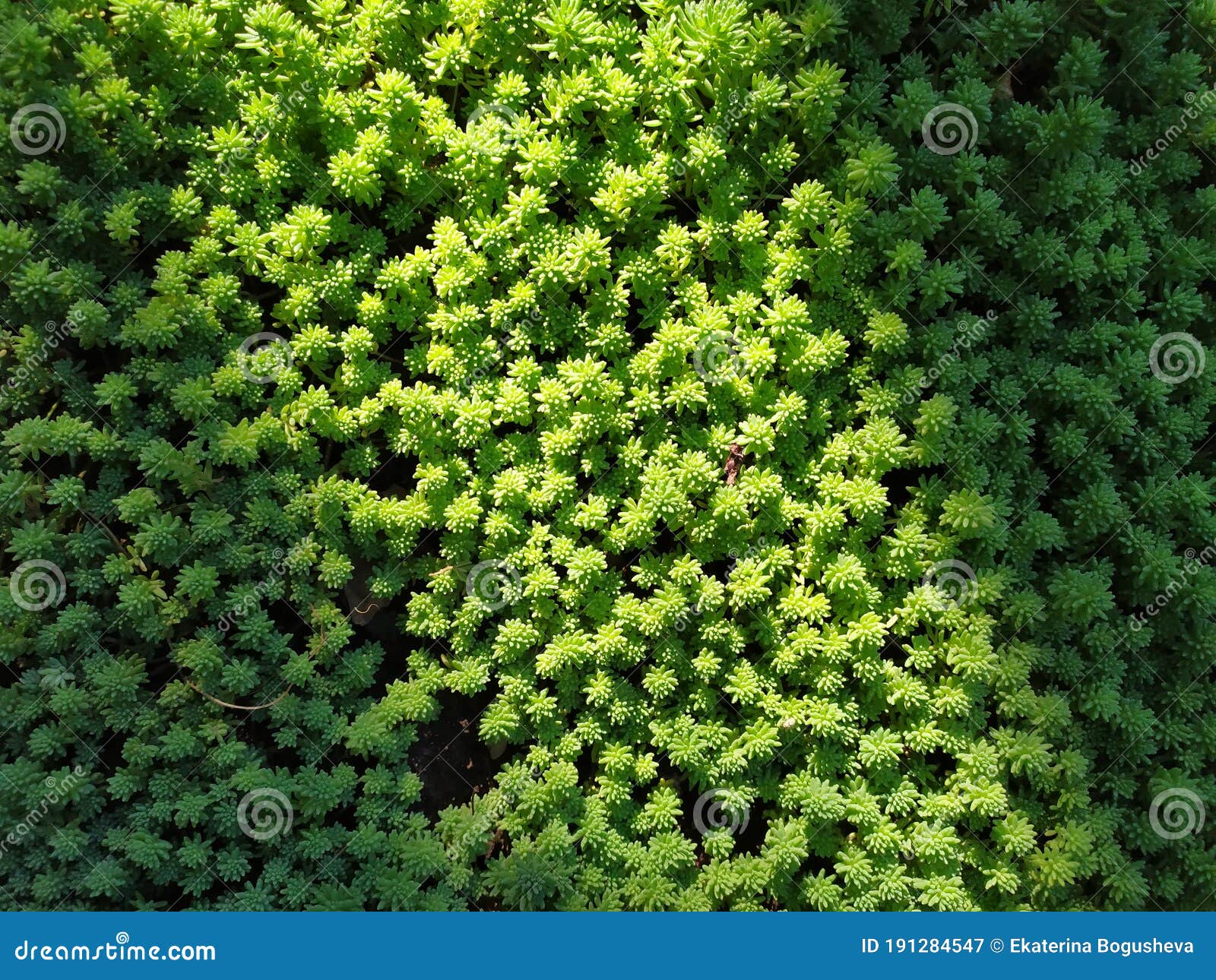 Luscious Grass in My Garden Stock Image - Image of trees, grass: 191284547