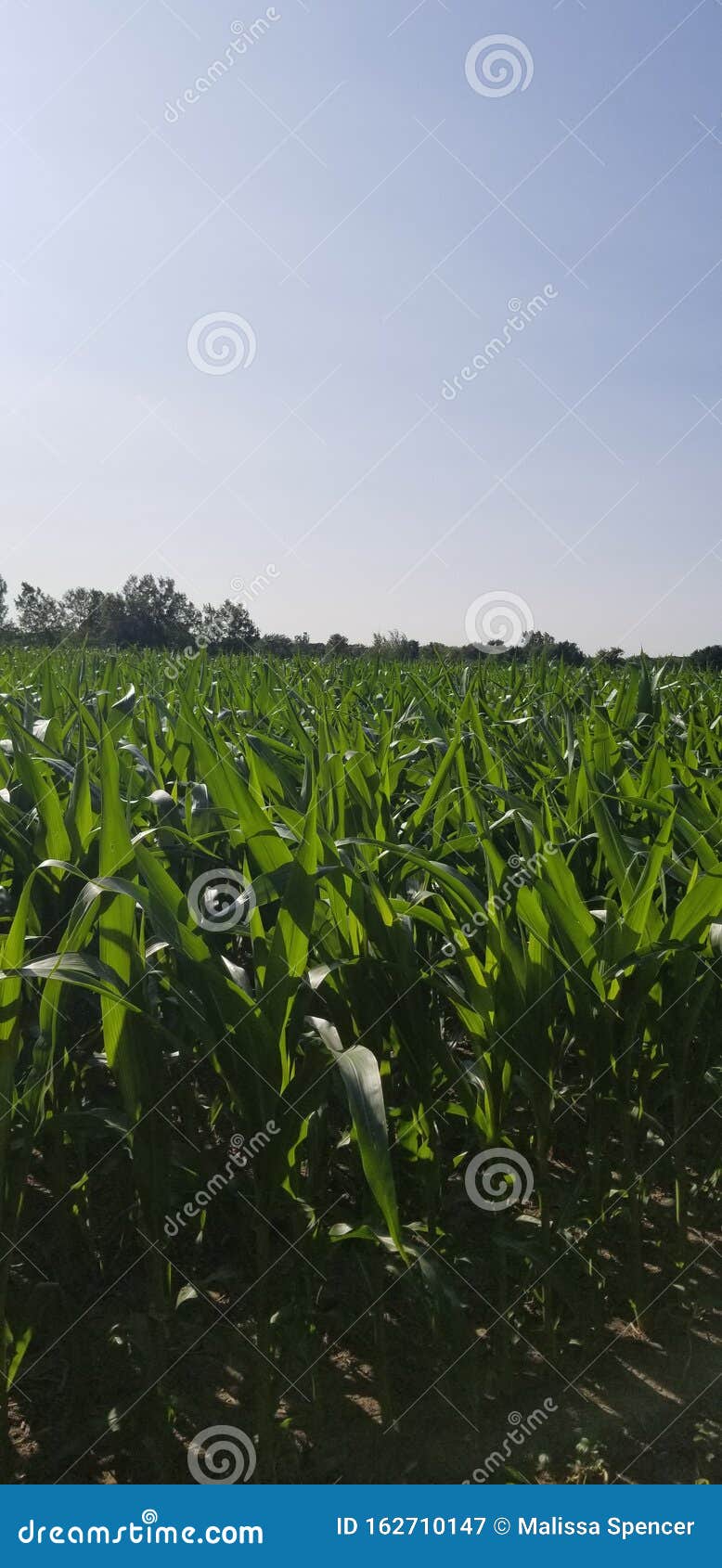 Luscious Green Corn Field in Indiana Stock Image - Image of luscious ...