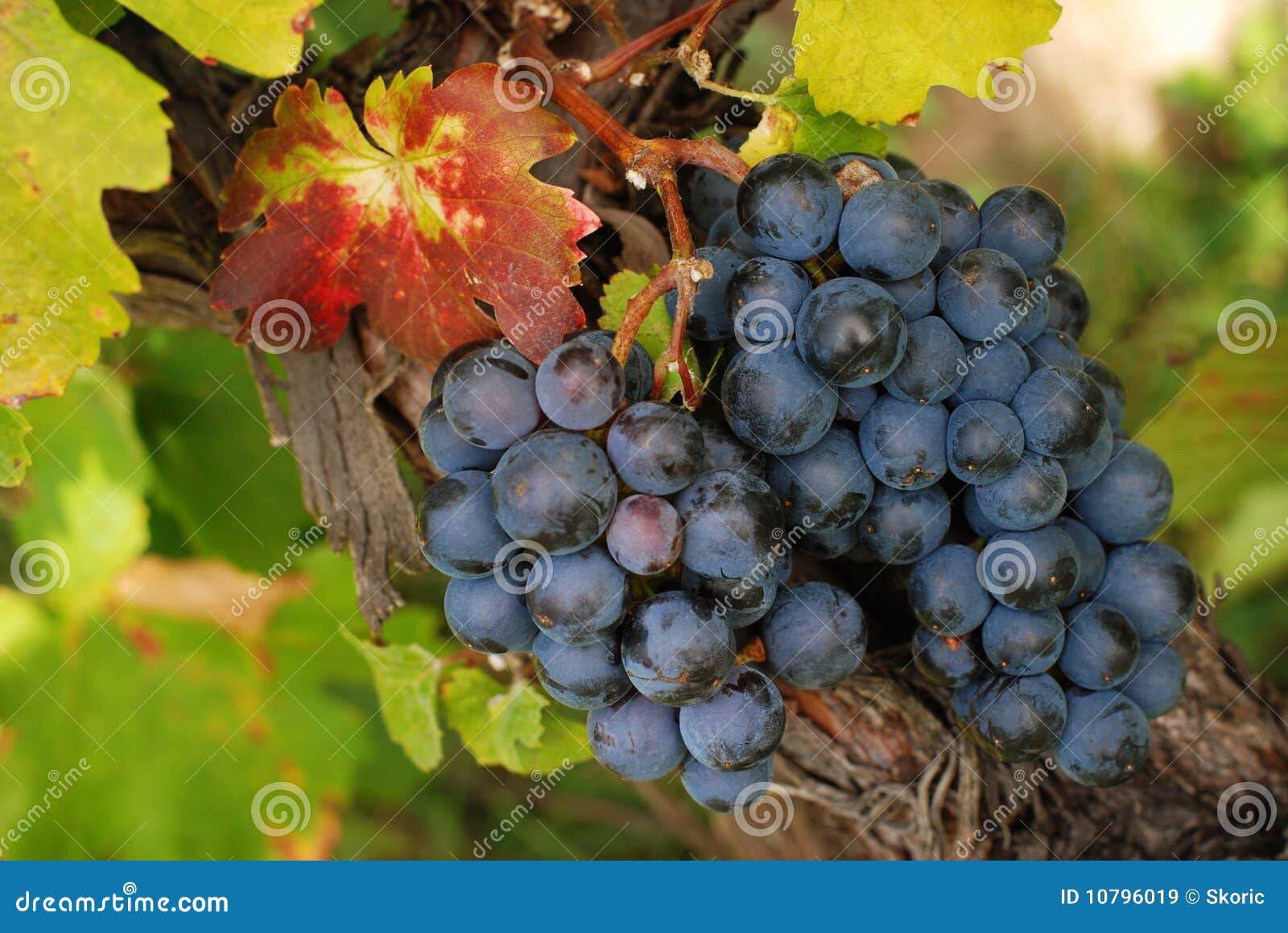 Luscious Trauben im Herbst stockbild. Bild von symbol - 10796019