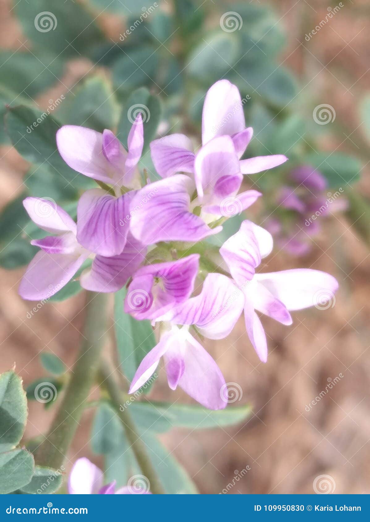 Lusern flower stock photo. Image of young, little, flower - 109950830