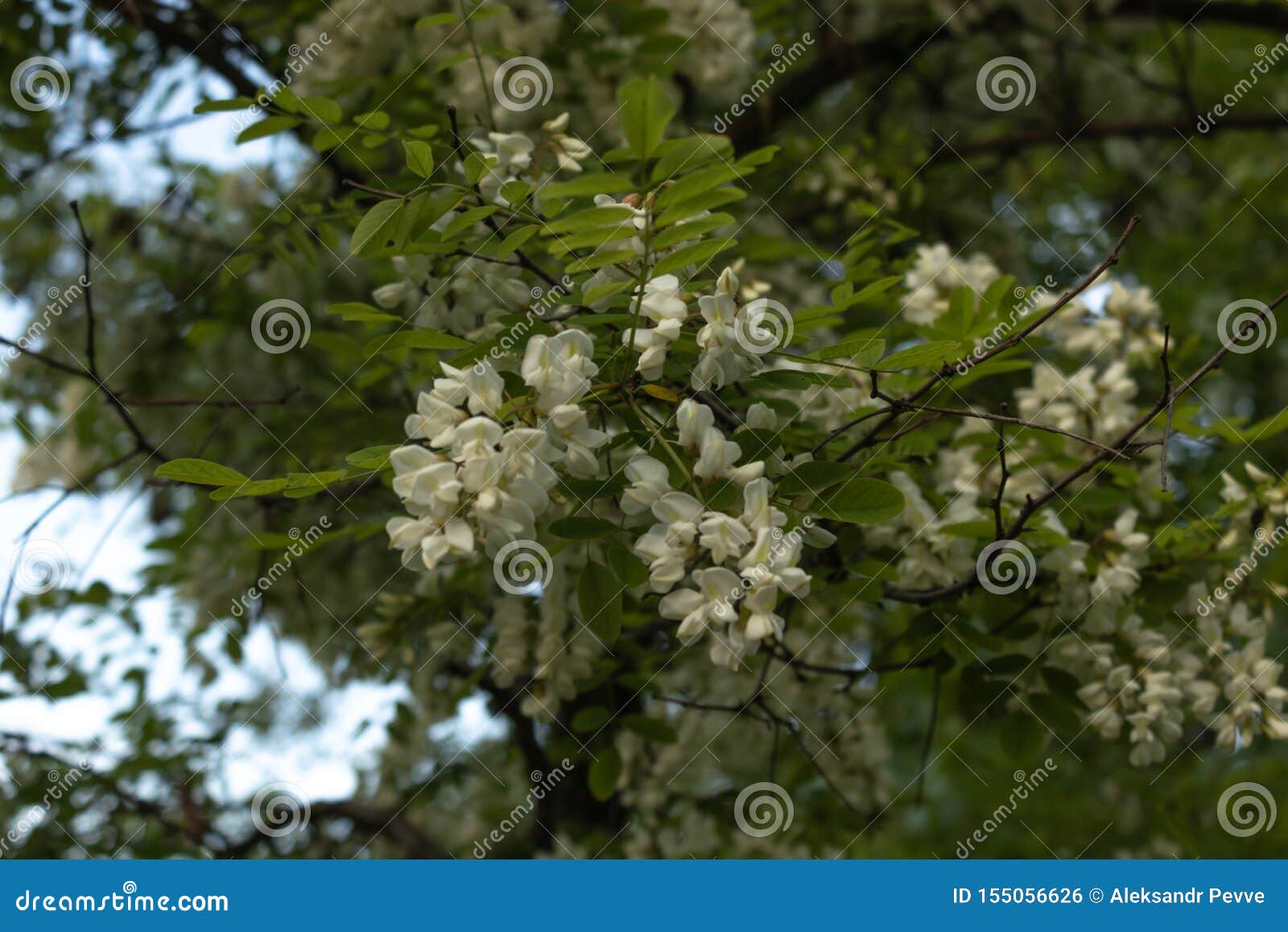 Lush Acacia Tree with Branches Dotted with Clusters of Flowers Against ...