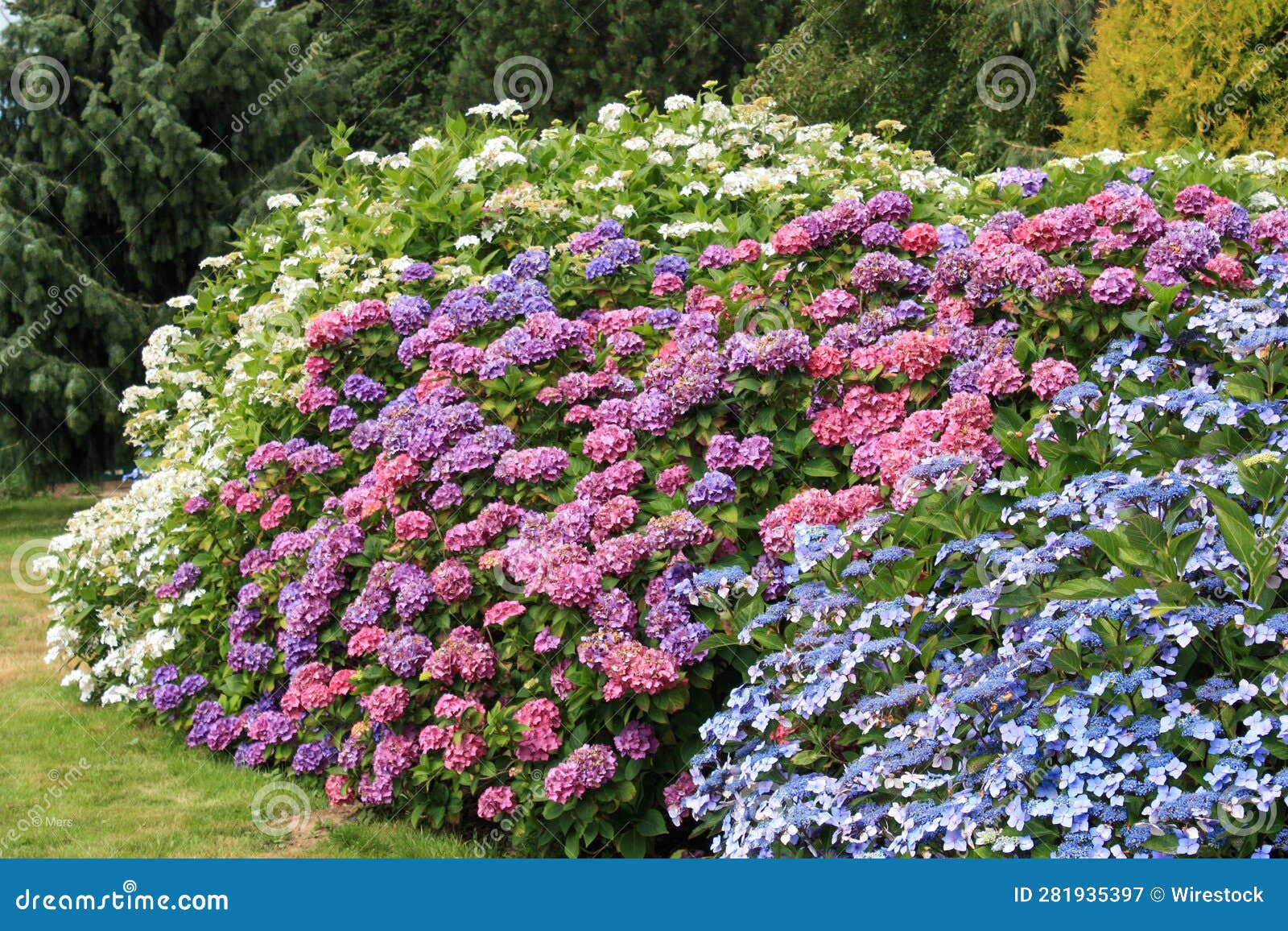 Lush Array of Hydrangea Shrubs in Various Colors Arranged in a Spacious ...
