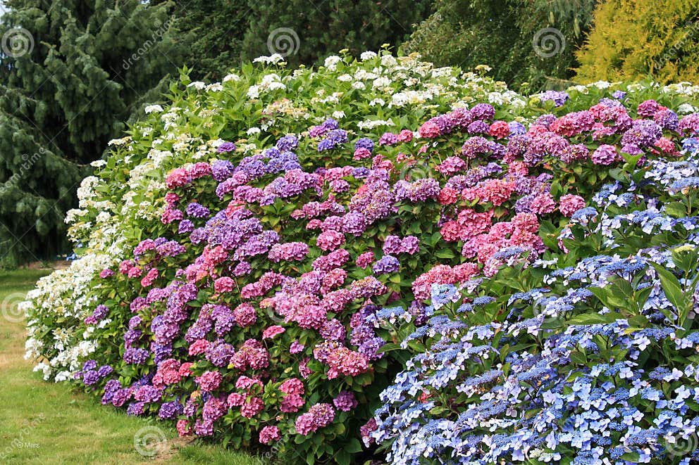 Lush Array of Hydrangea Shrubs in Various Colors Arranged in a Spacious ...