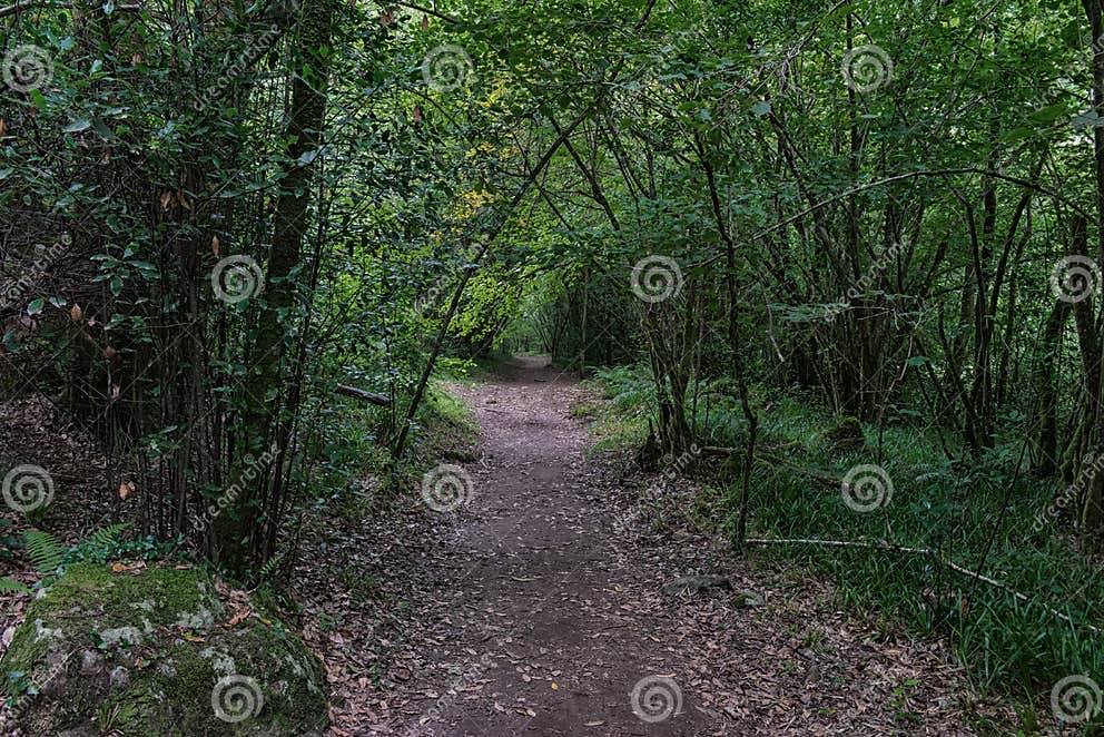 Lush Atlantic Forest Crossed by a Sandy Path Stock Photo - Image of ...