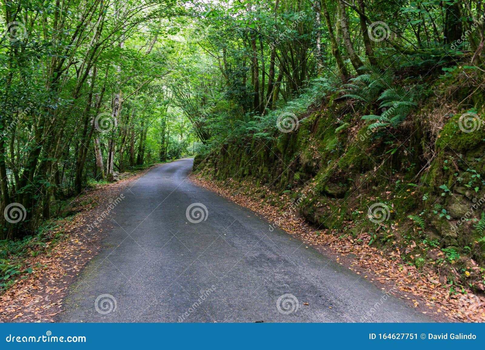 Lush Atlantic Forest Crossed by a Sandy Path Stock Image - Image of ...