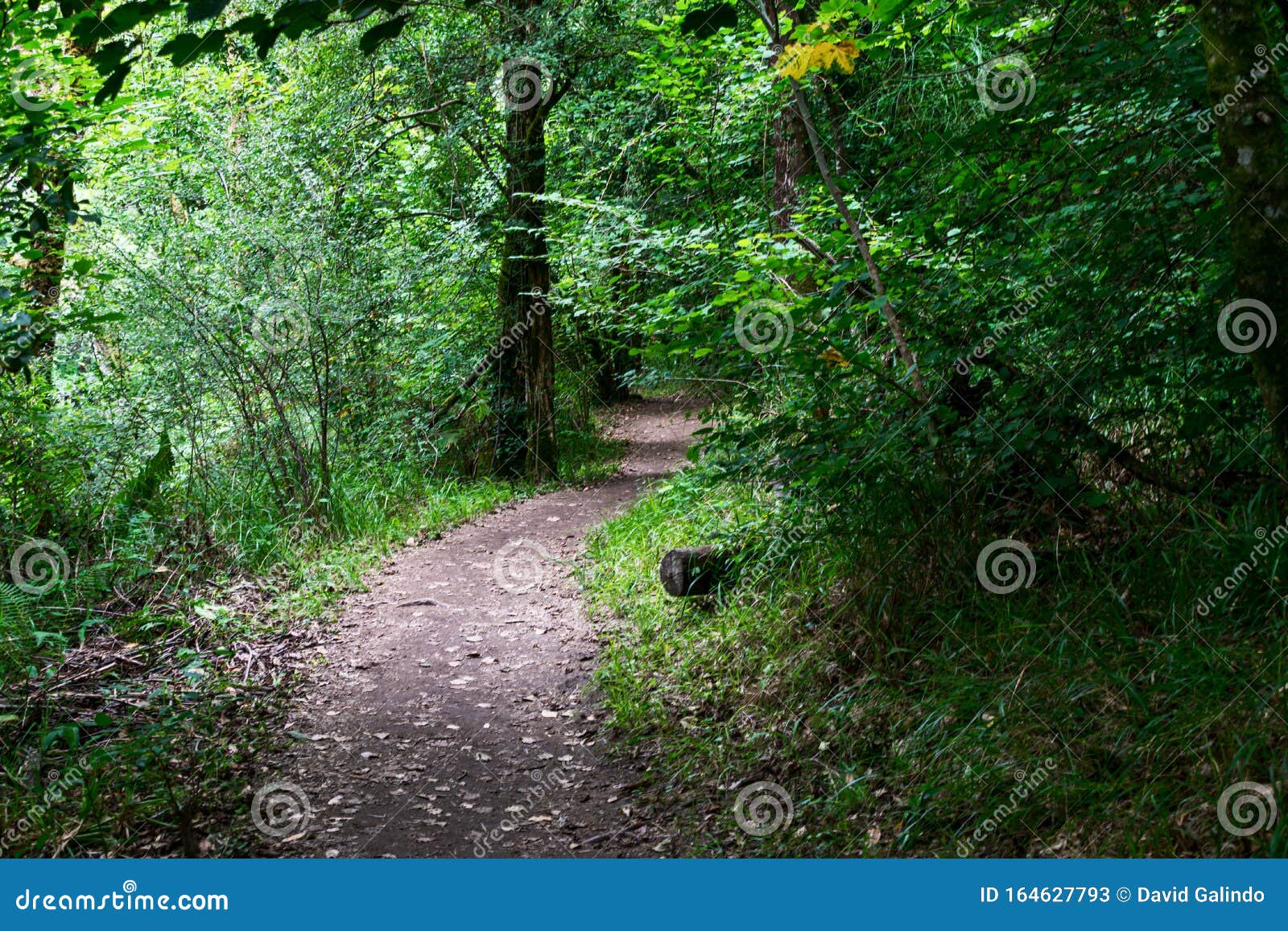 Lush Atlantic Forest Crossed by a Sandy Path Stock Image - Image of ...