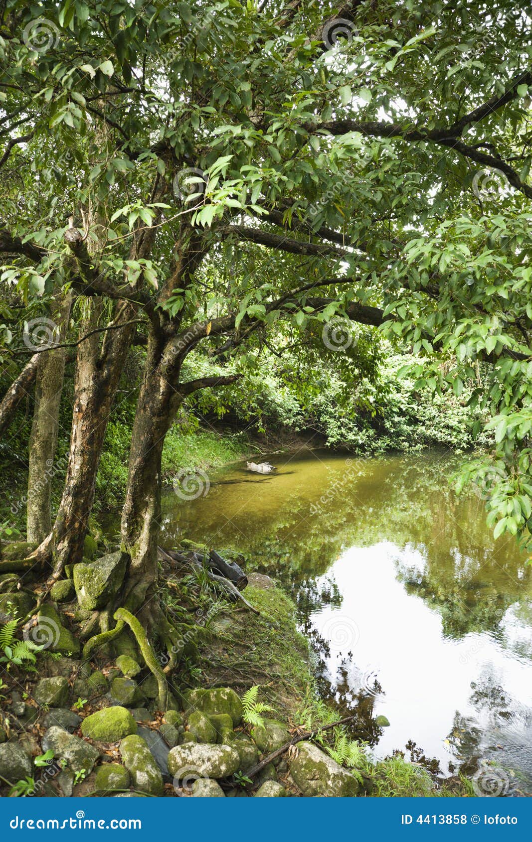 Lush Australia landscape stock photo. Image of nature - 4413858