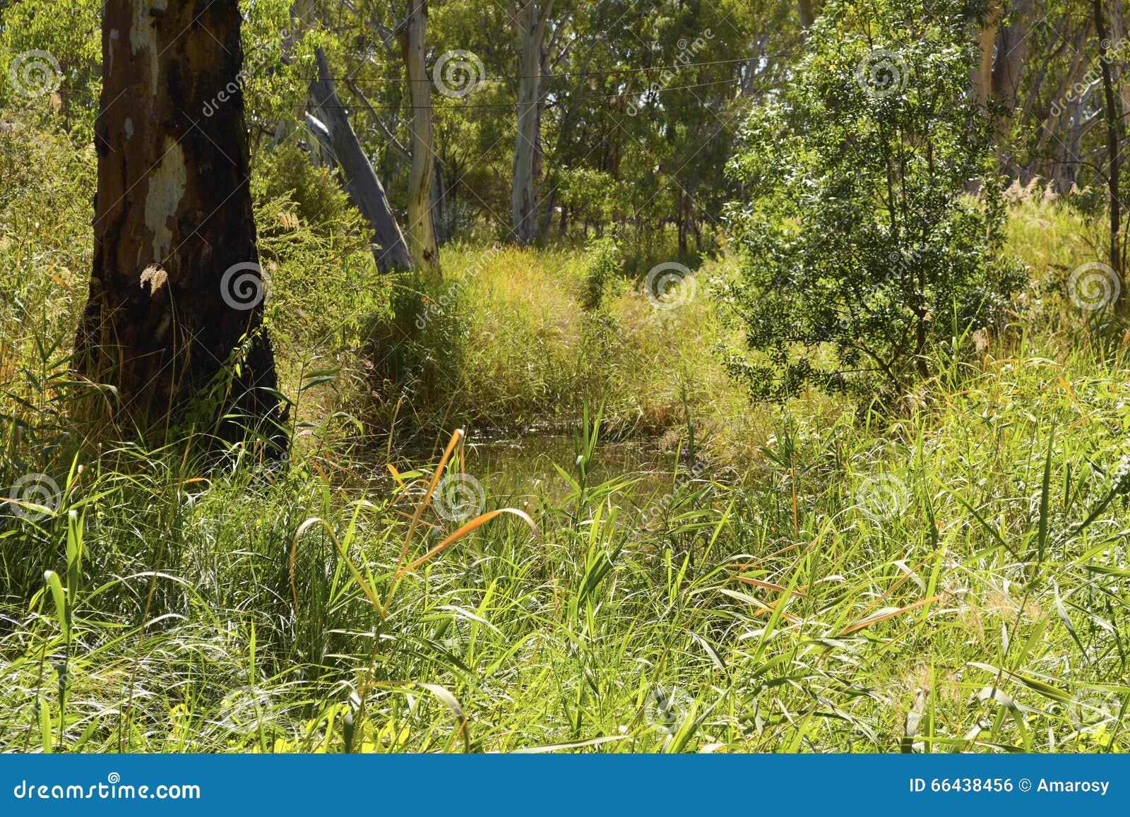Lush Australian Billabong stock photo. Image of lush - 66438456