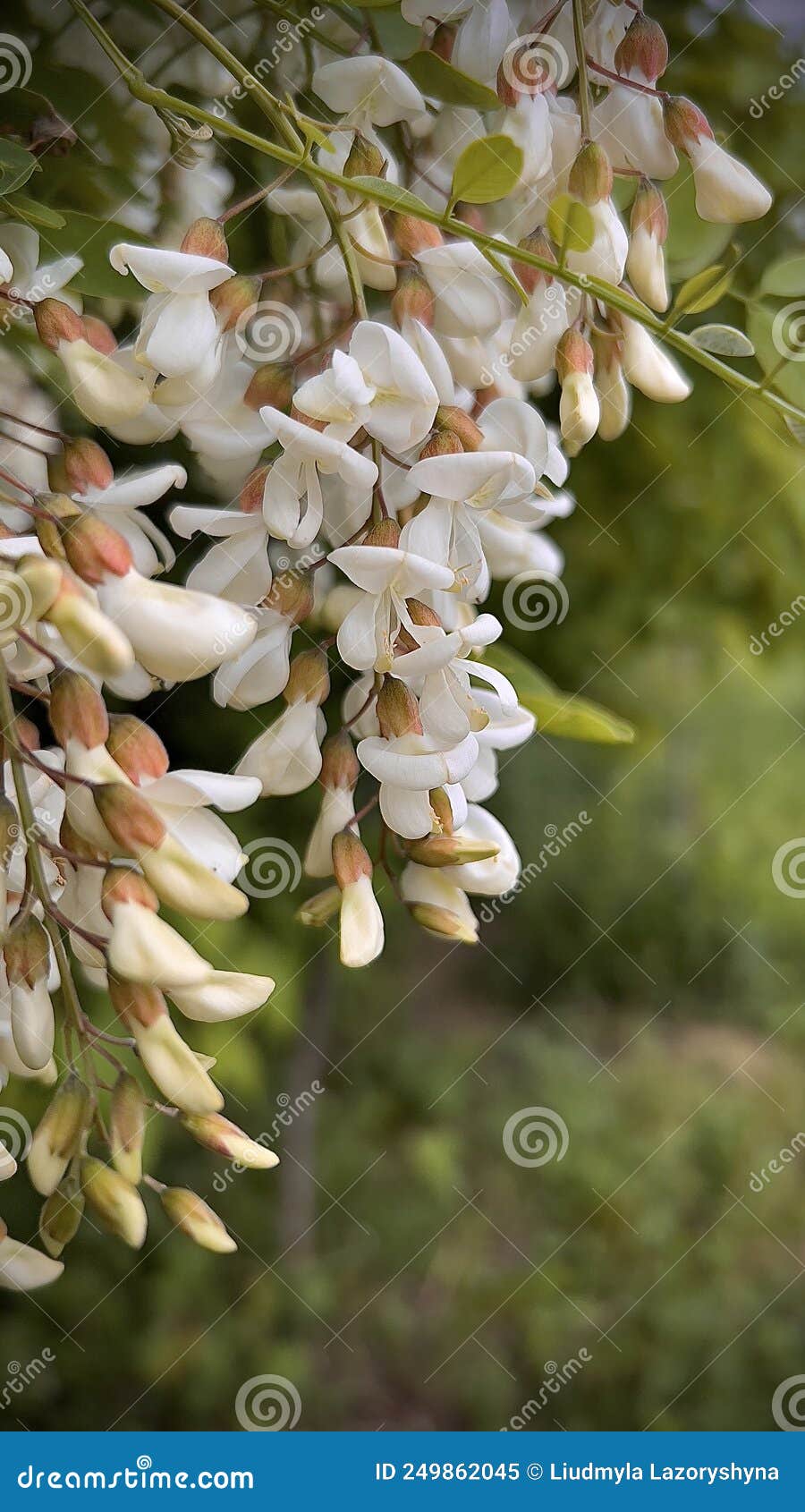 Lush and Beautiful Acacia Flowers with an Intoxicating Scent Stock ...