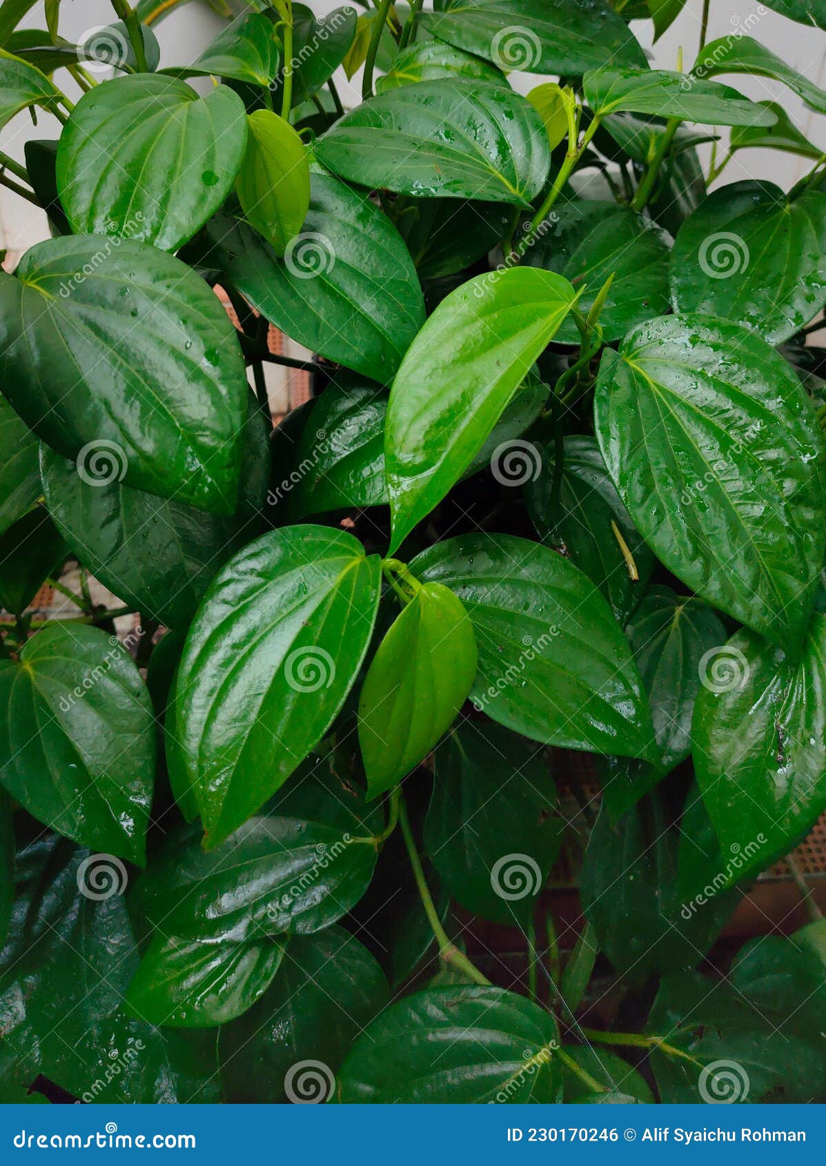 Yard Betel Leaf With Vine Roots. Stock Photo | CartoonDealer.com #213366084