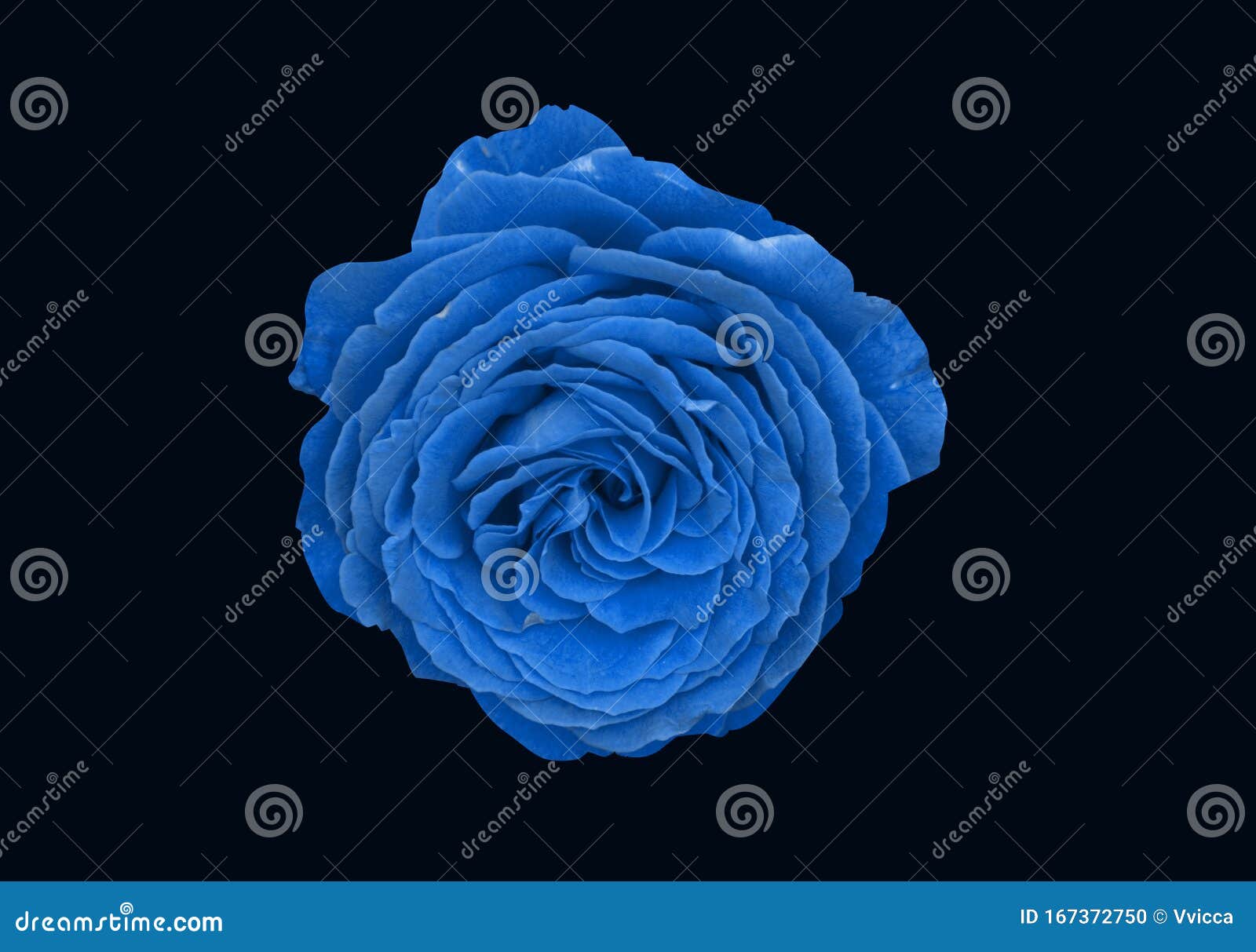 Lush Blue Flowers on a Black Background Stock Photo - Image of flora ...