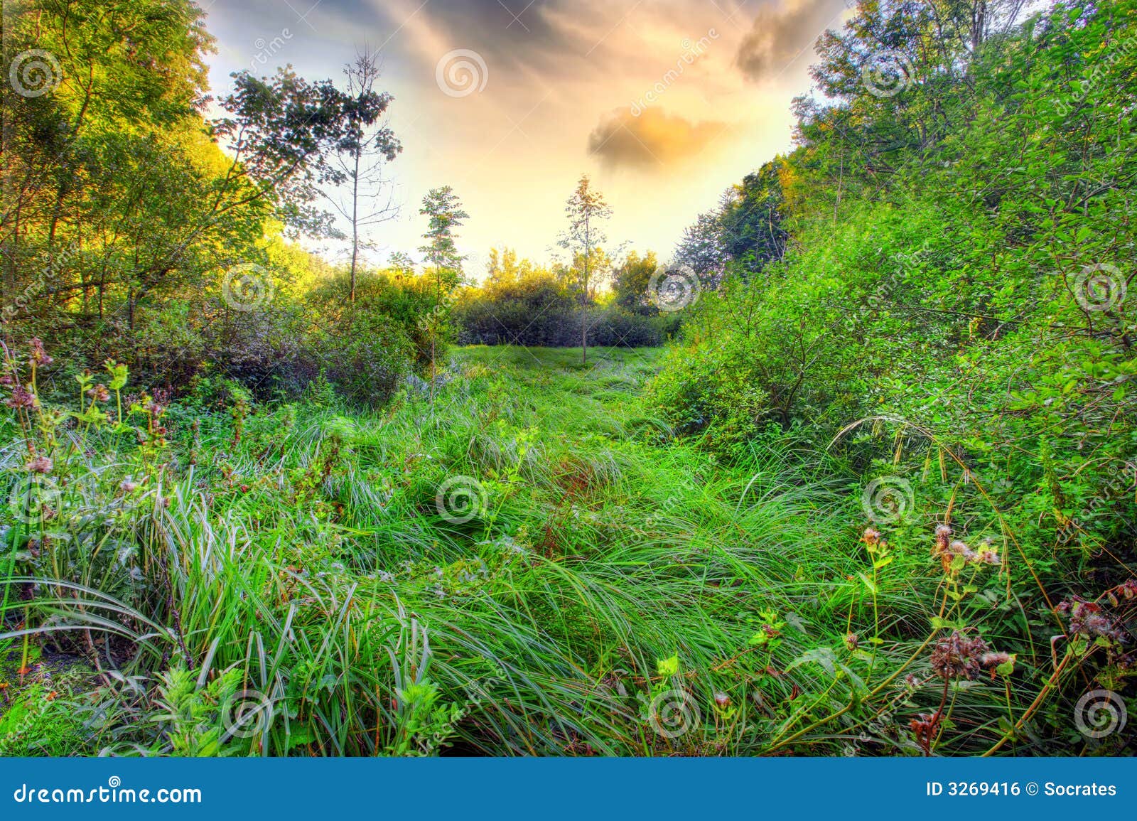 Lush bog stock photo. Image of marsh, fresh, lush, paradise - 3269416