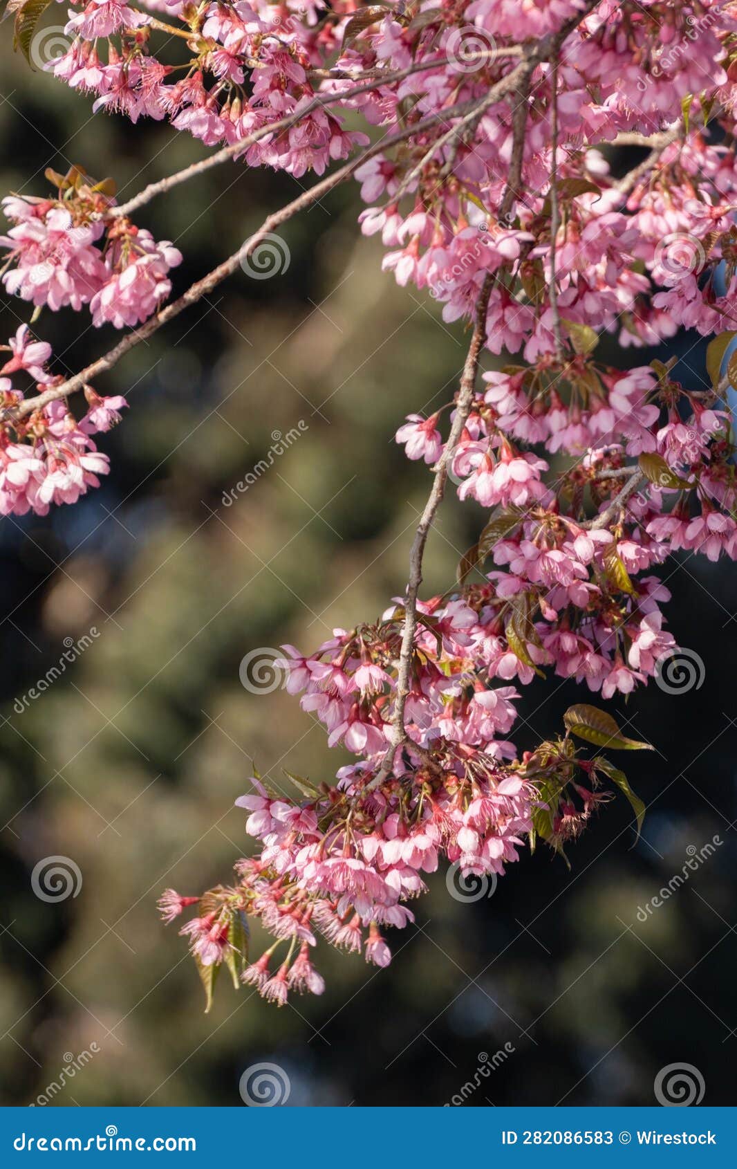 Lush Branch of Beautiful Cherry Blossoms. Stock Image - Image of ...