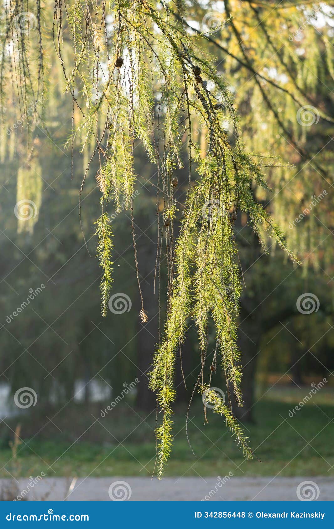 Lush Branches Flooded with Sunlight Stock Photo - Image of trees ...