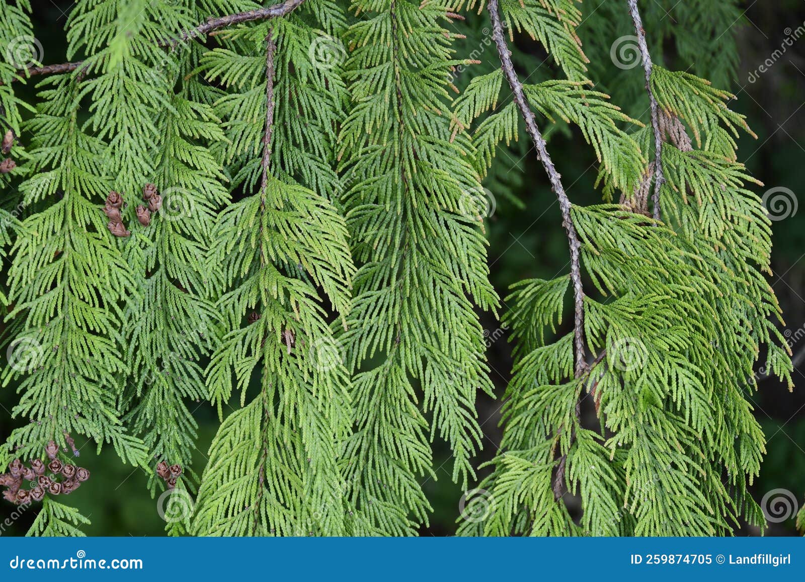 Lush Cedar Tree Branch Abstract Texture Stock Image - Image of closeup ...