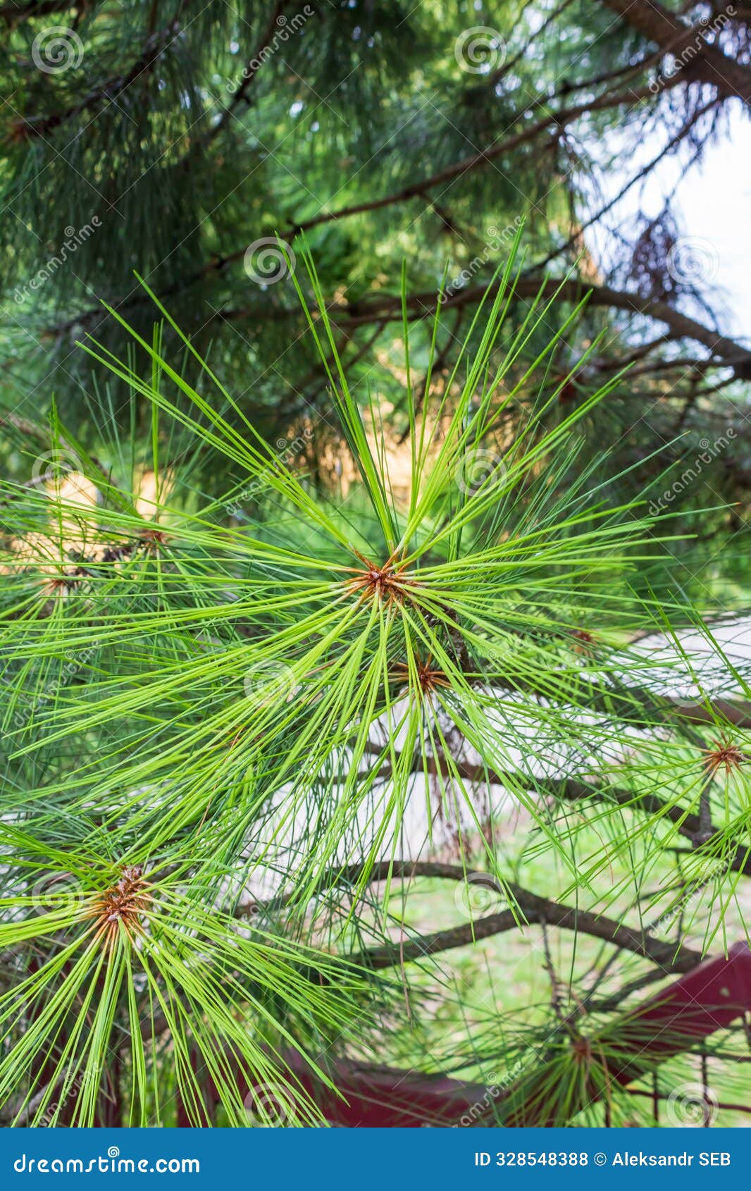 Lush Christmas Tree in the Sunlight 1 Stock Photo - Image of tropics ...