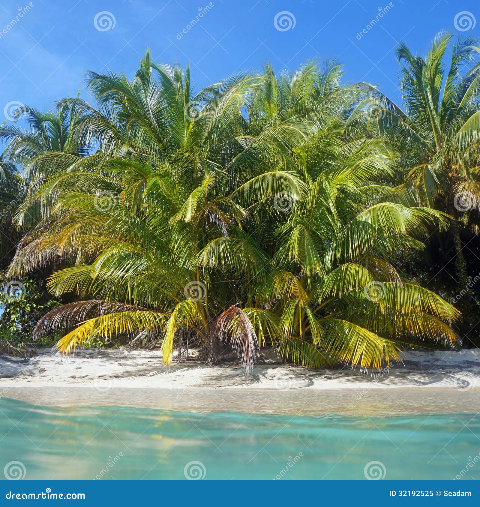 Lush Coconut Trees on the Beach Stock Image - Image of scenery ...