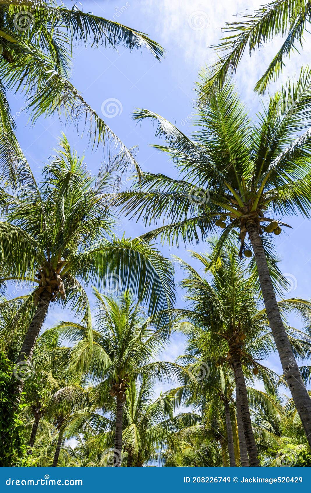 Lush Coconut Trees in the Park Stock Image - Image of country ...