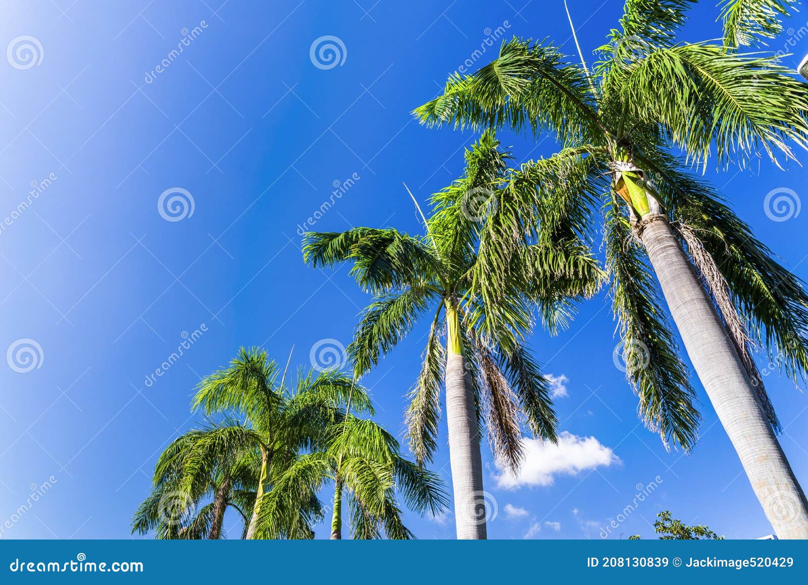 Lush Coconut Trees in the Park Stock Image - Image of background ...