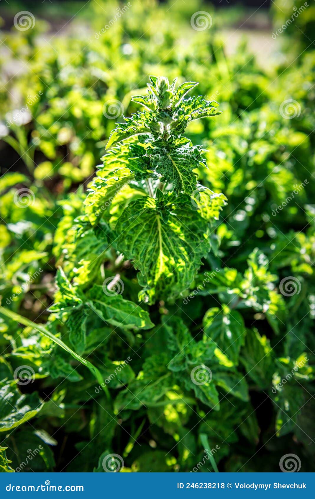 Lush Curly Mint in the Garden Stock Photo - Image of botanical, foliage ...