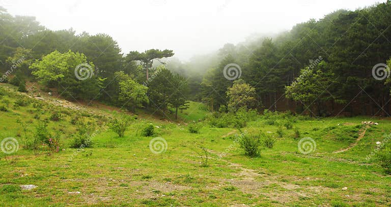 Lush dell stock image. Image of morning, summer, green - 8894149