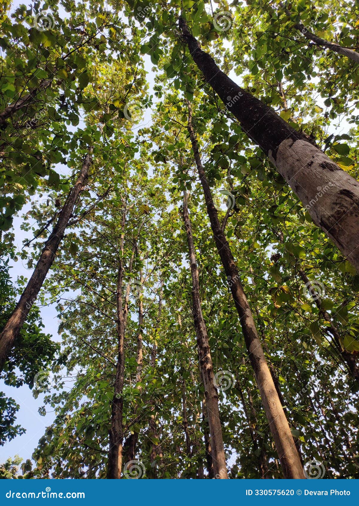 Lush and dense teak trees stock photo. Image of tree - 330575620