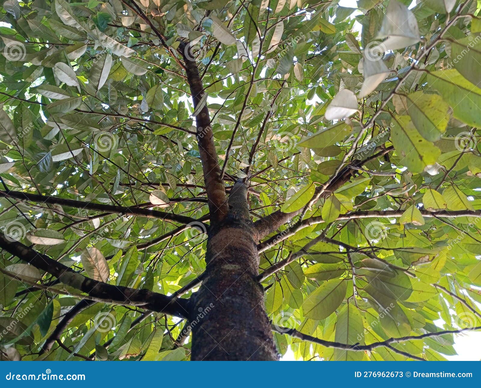 Lush durian trees stock image. Image of nature, leaf - 276962673