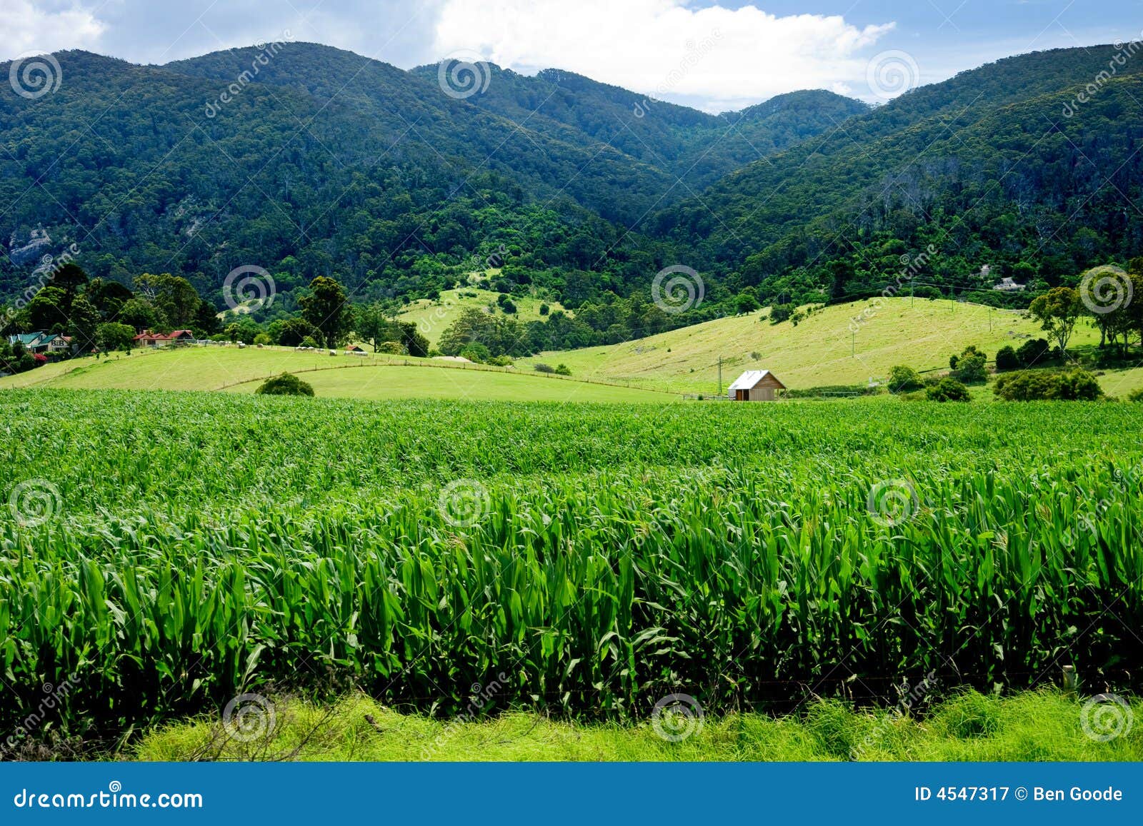 Lush Farmland stock image. Image of bega, scenic, meadow - 4547317