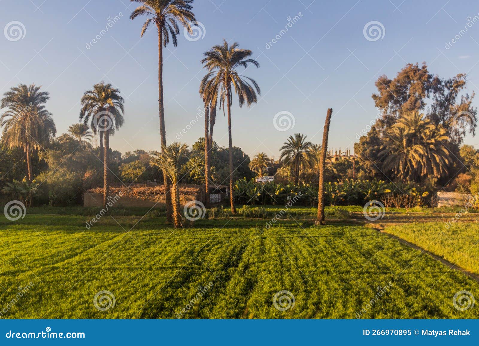Lush Fields Along River Nile in Egy Stock Image - Image of palm ...