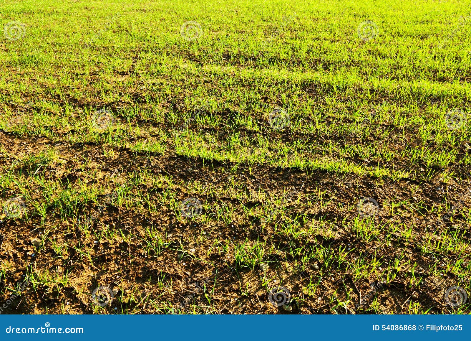 Lush fields stock photo. Image of meadow, scenics, crop - 54086868