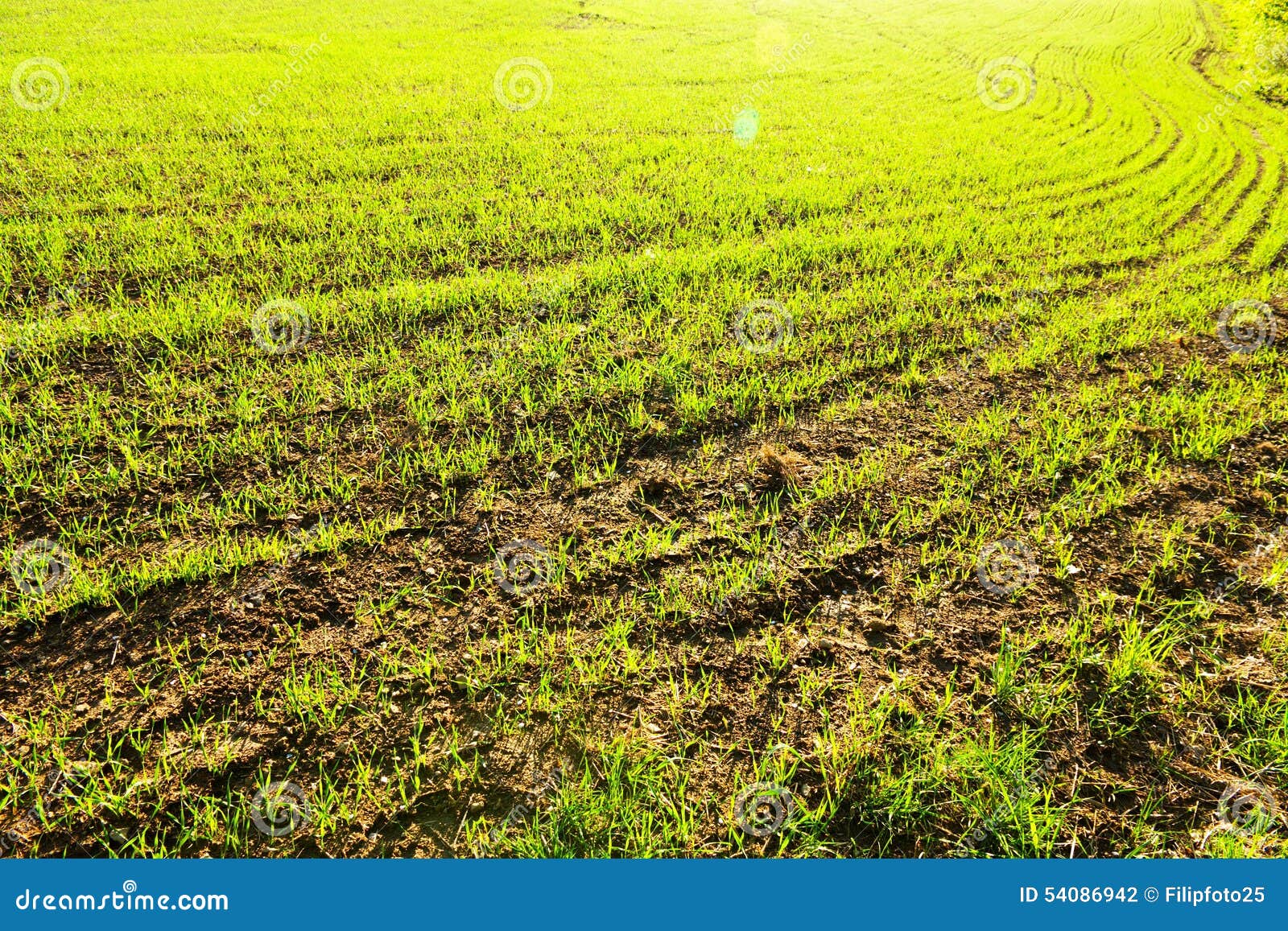 Lush fields stock photo. Image of flora, land, spring - 54086942