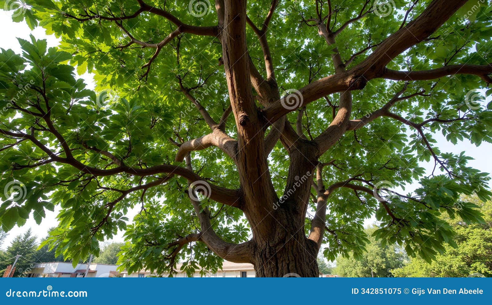 Lush Fig Tree with Twisted Trunk and Wide Canopy Stock Illustration ...