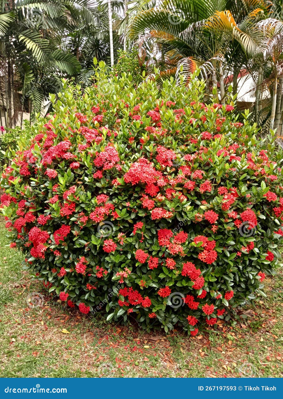 Lush Flower of Ixora Coccinea, Also Known As Jungle Geranium, Forest ...